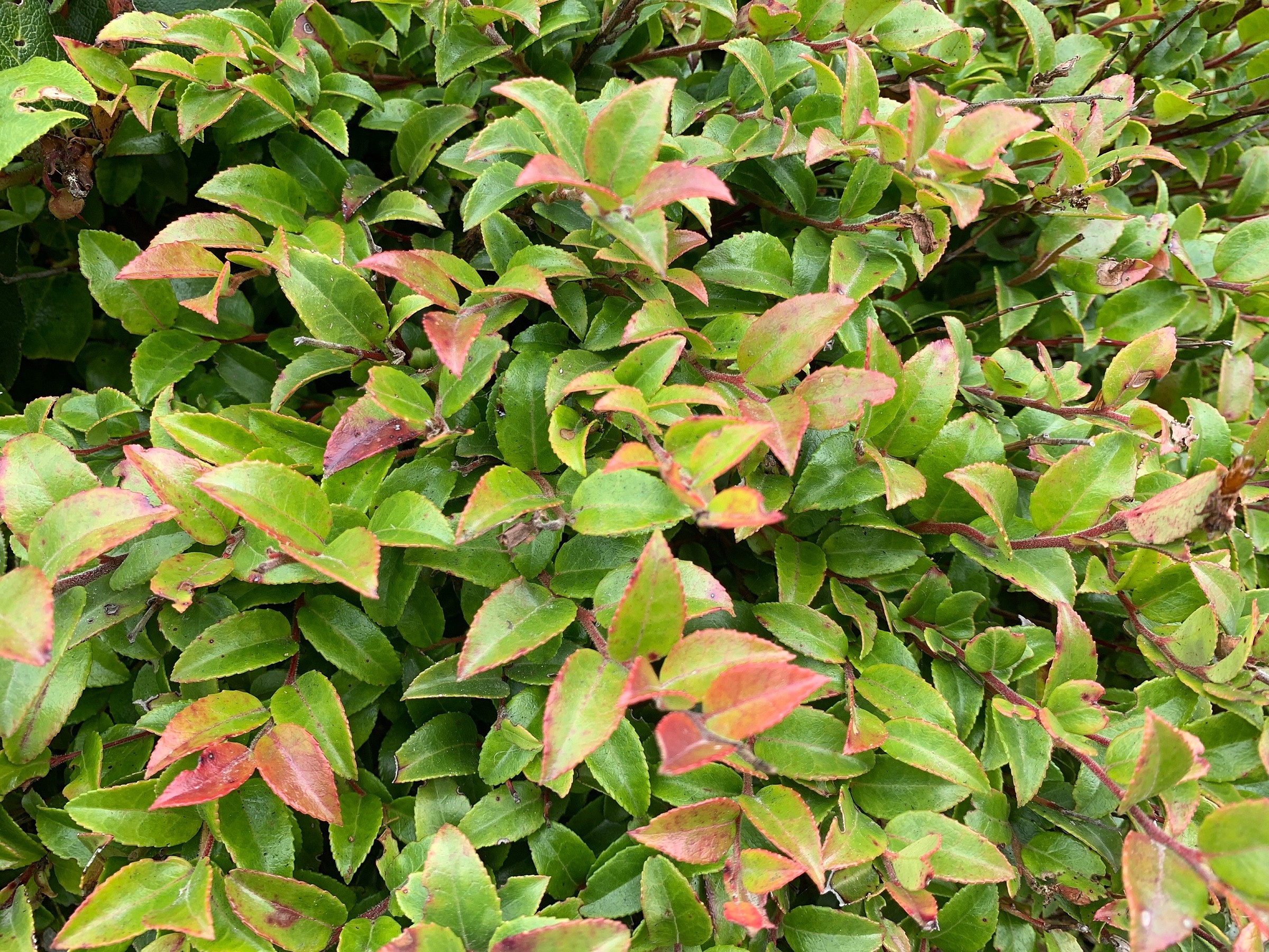 California Huckleberry | Natural Atlas