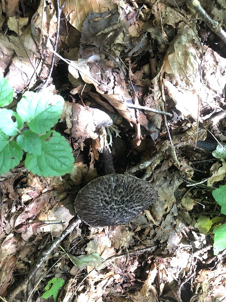 Strobilomyces strobilaceus | Natural Atlas