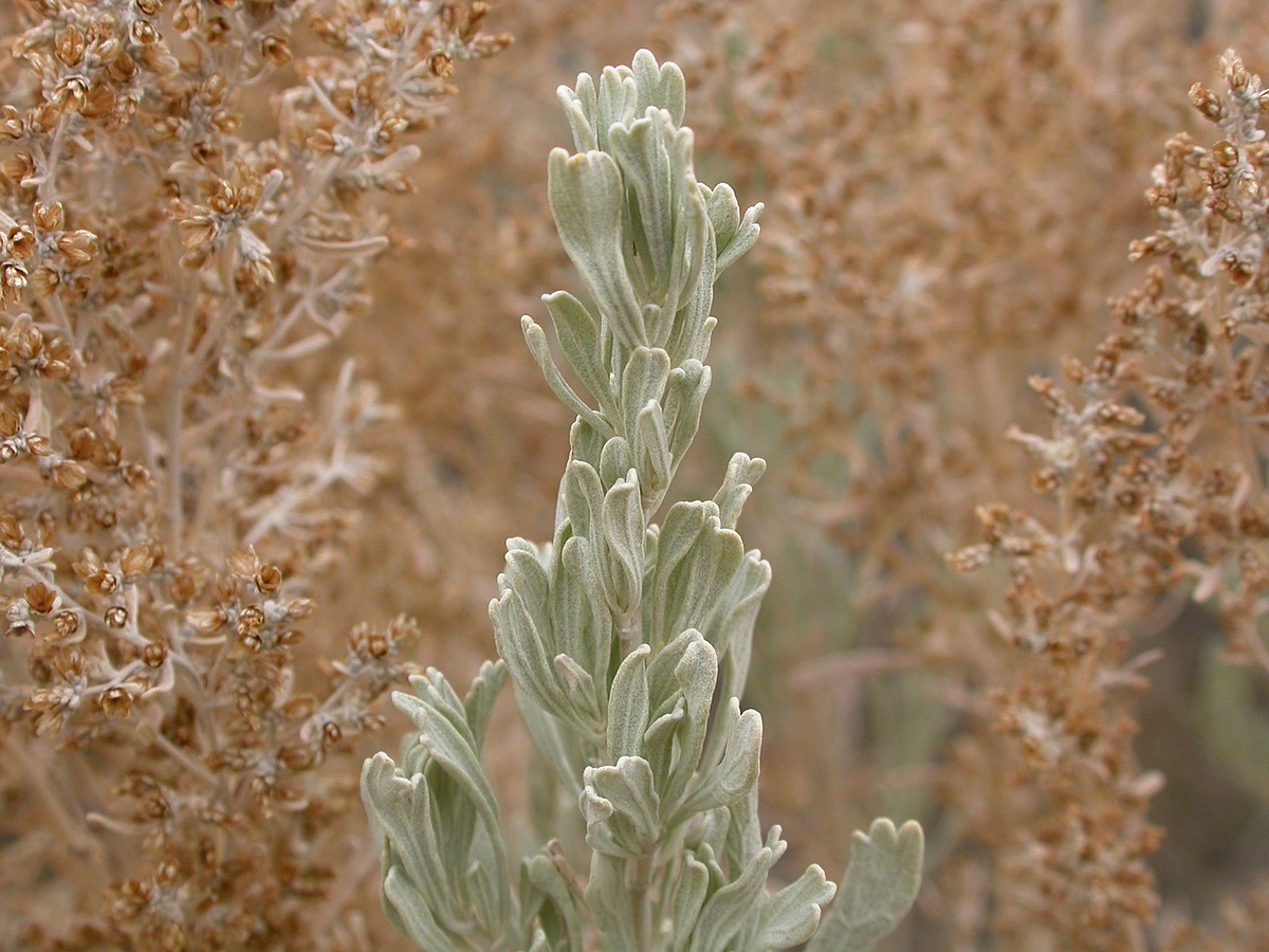 Basin Big Sagebrush | Natural Atlas