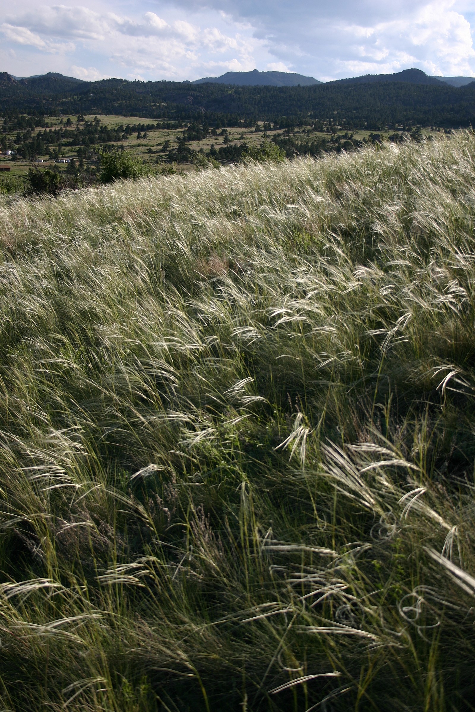 Stipa comata | Natural Atlas