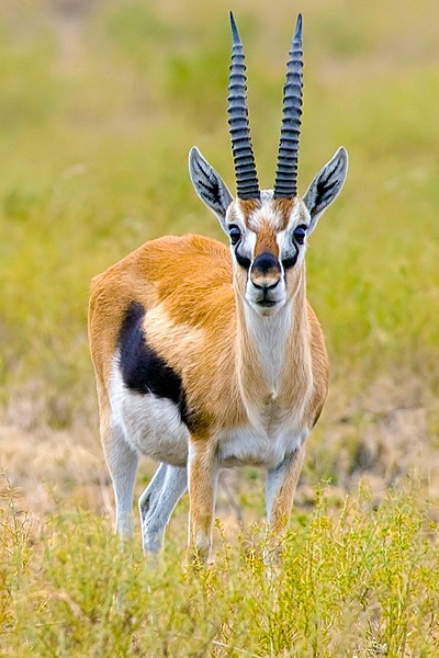Bovids | Natural Atlas