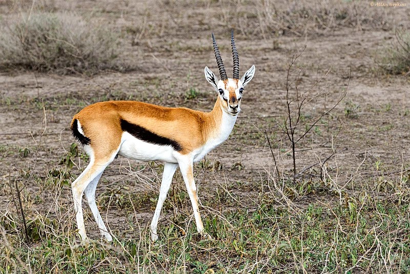 Bovids | Natural Atlas