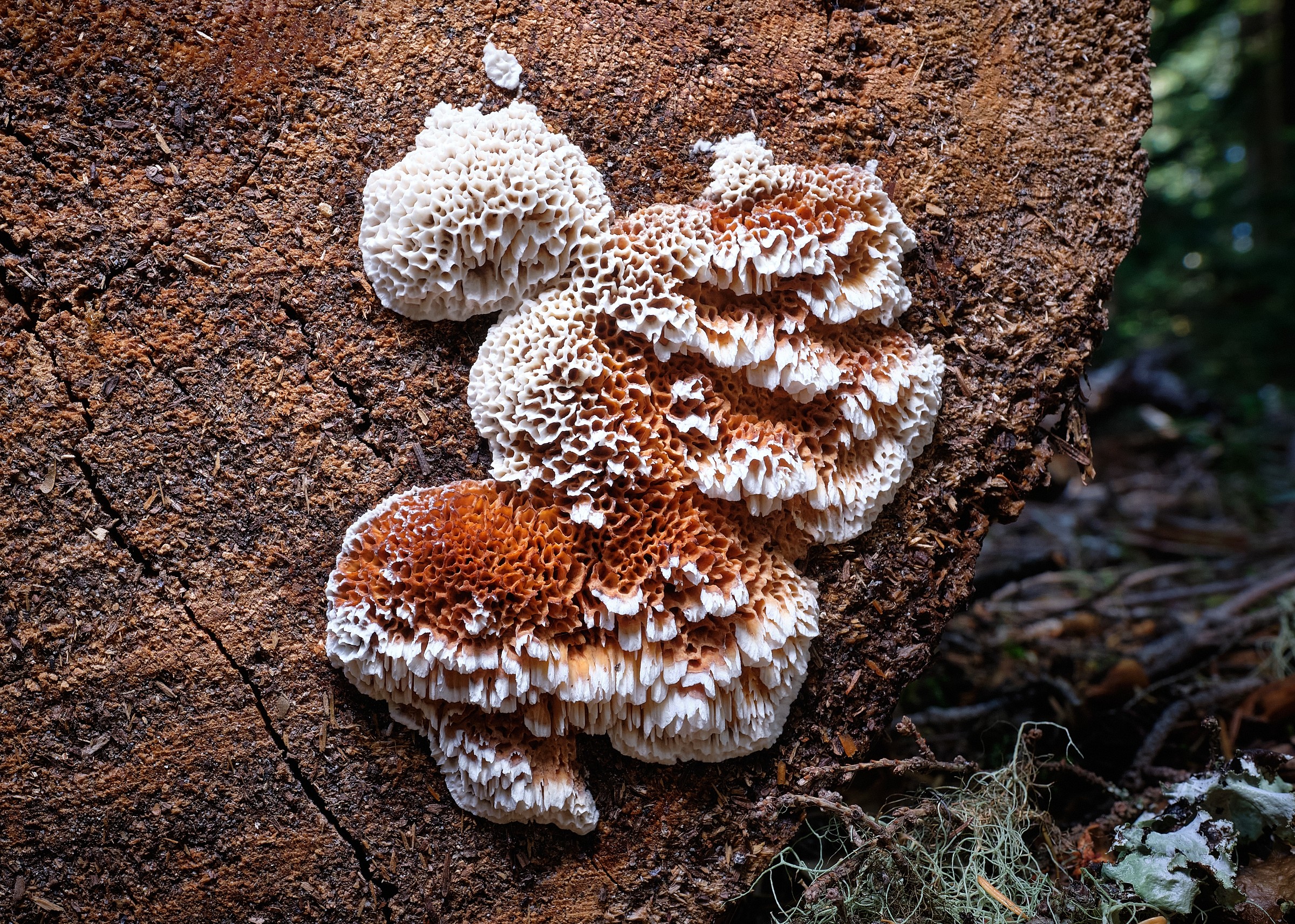 Fomitopsidaceae | Natural Atlas