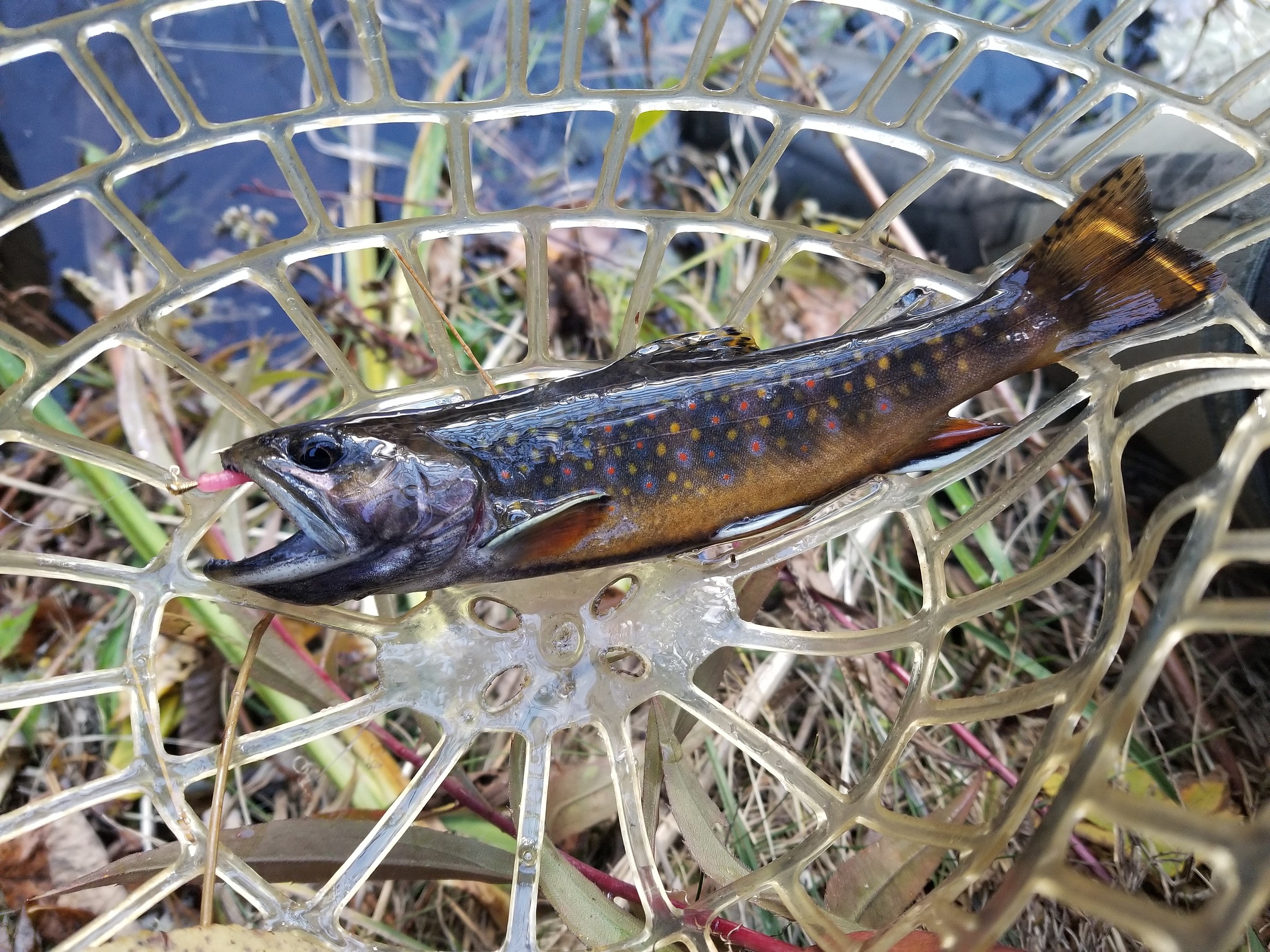 Brook Trout | Natural Atlas