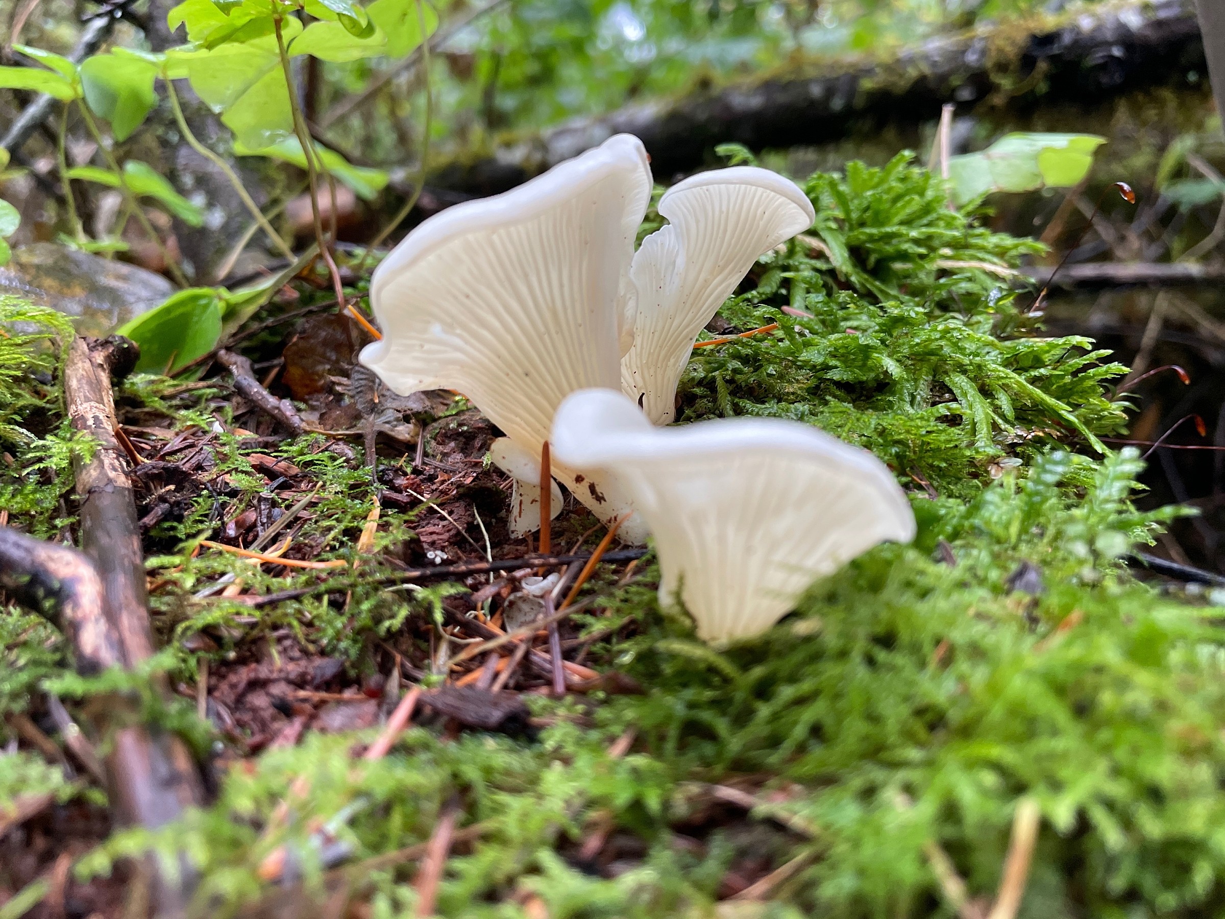 Angel’s Wings Mushroom | Natural Atlas
