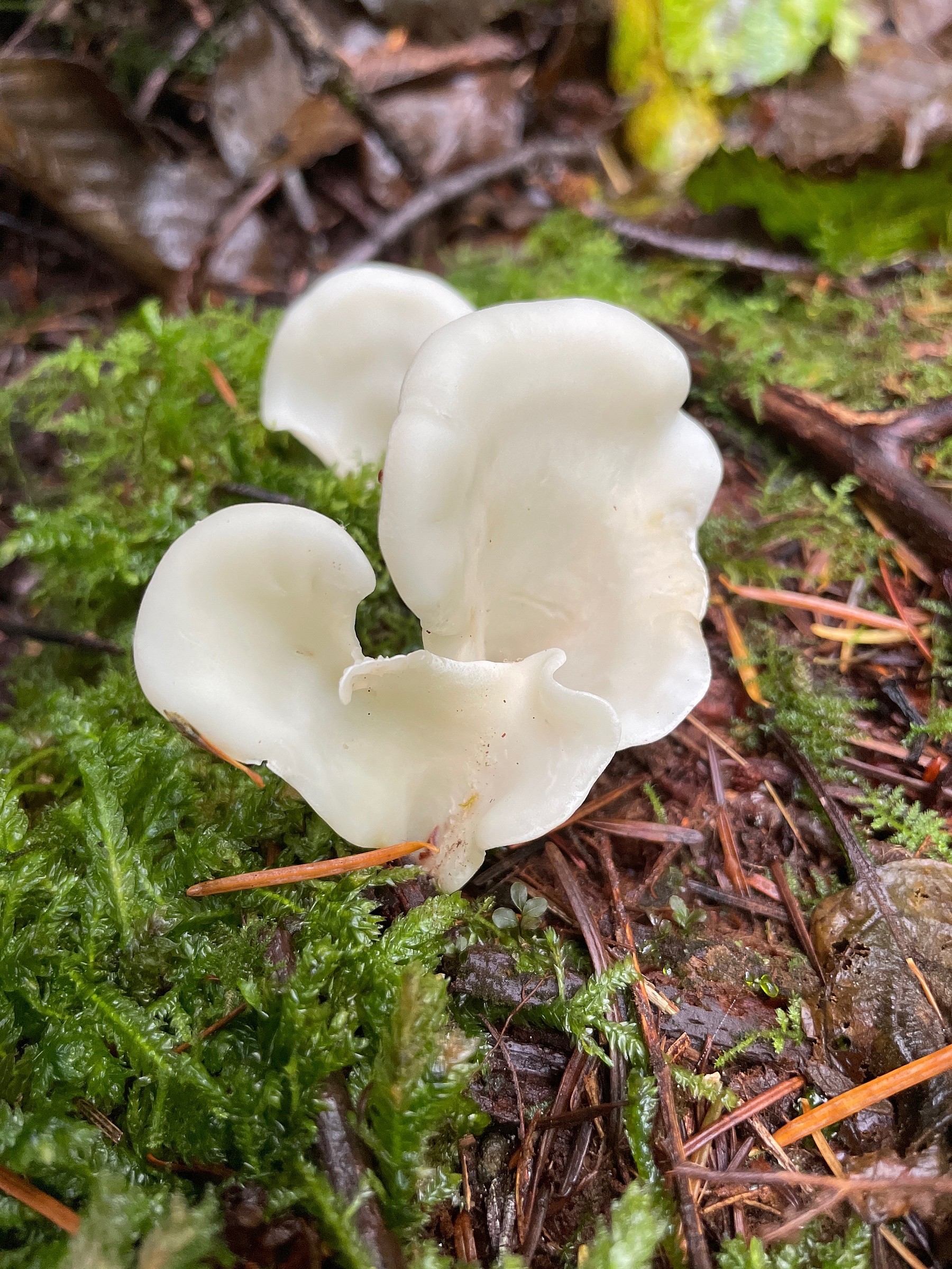 Angel’s Wings Mushroom | Natural Atlas