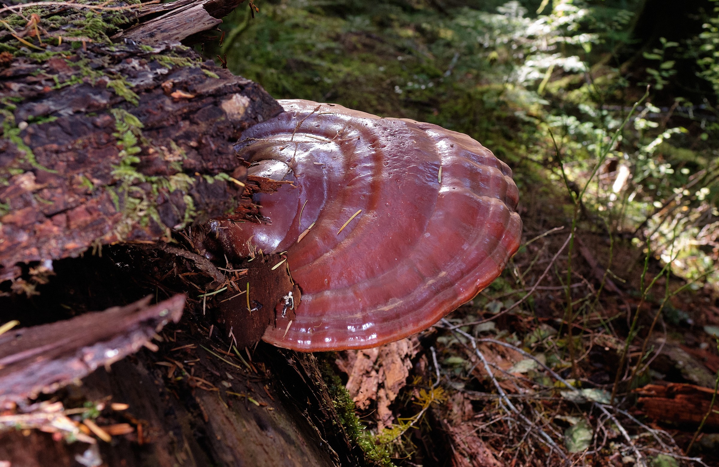 Ganoderma oregonense | Natural Atlas
