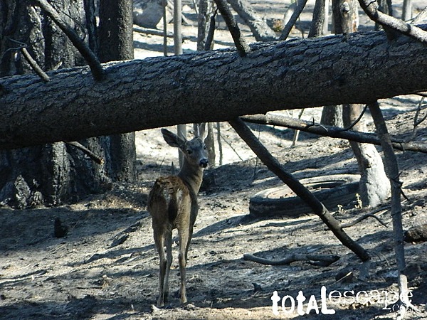 Black-Tailed Deer | Natural Atlas