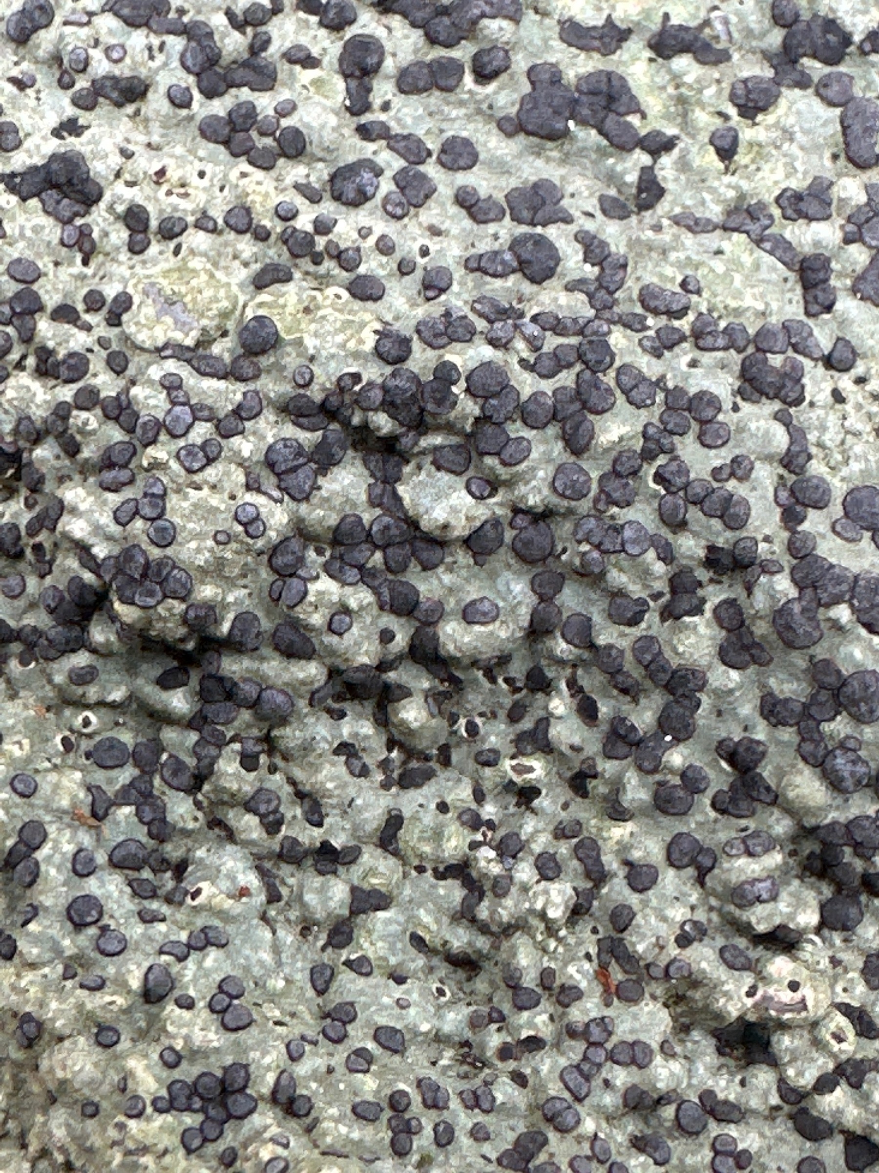 Porpidia albocaerulescens | Natural Atlas