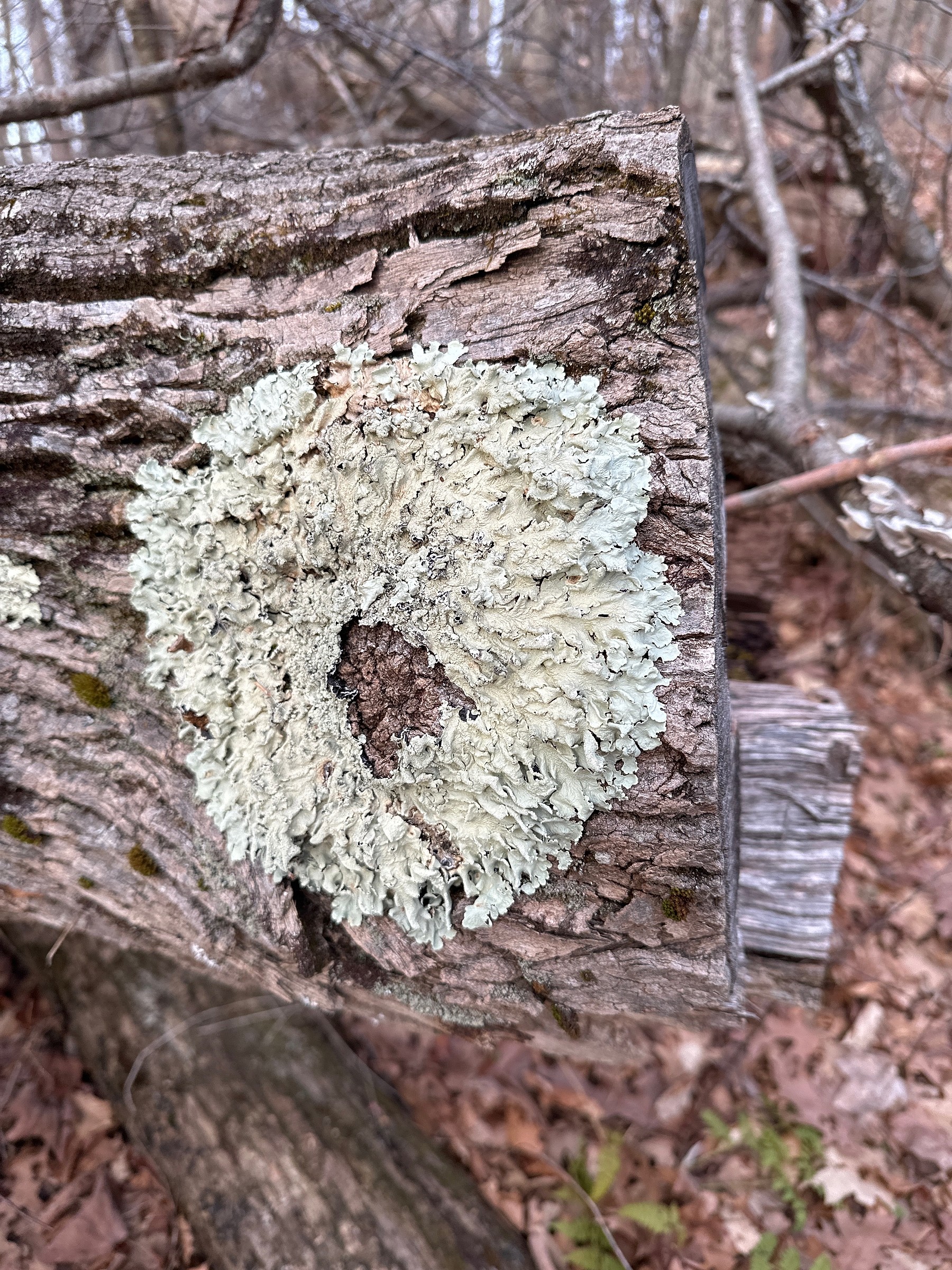 Flavoparmelia Lichen | Natural Atlas