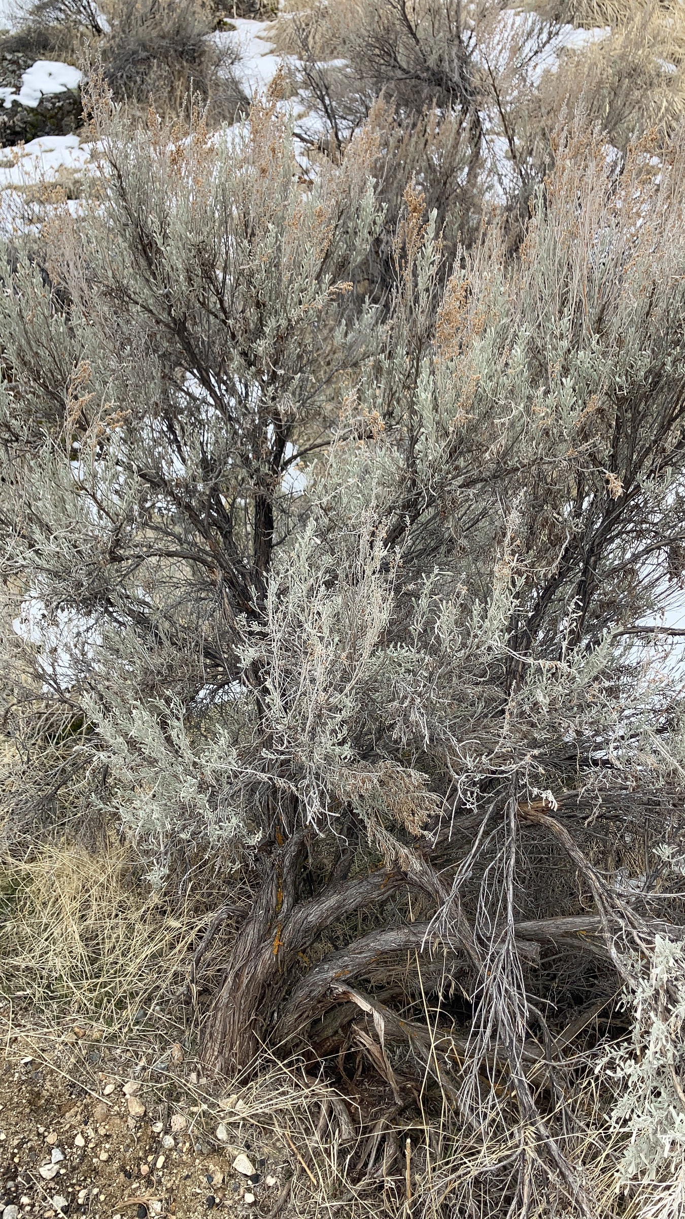Basin Big Sagebrush | Natural Atlas