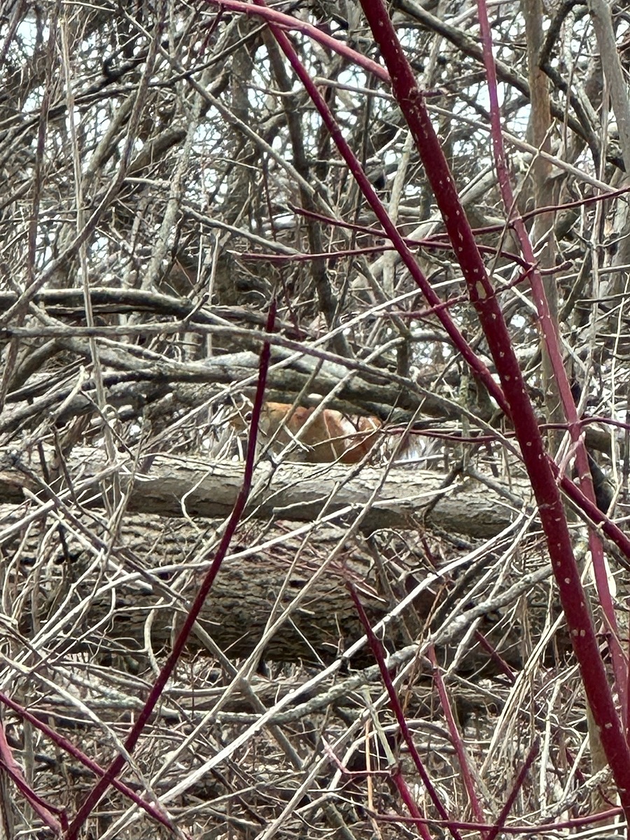 Red Squirrel | Natural Atlas