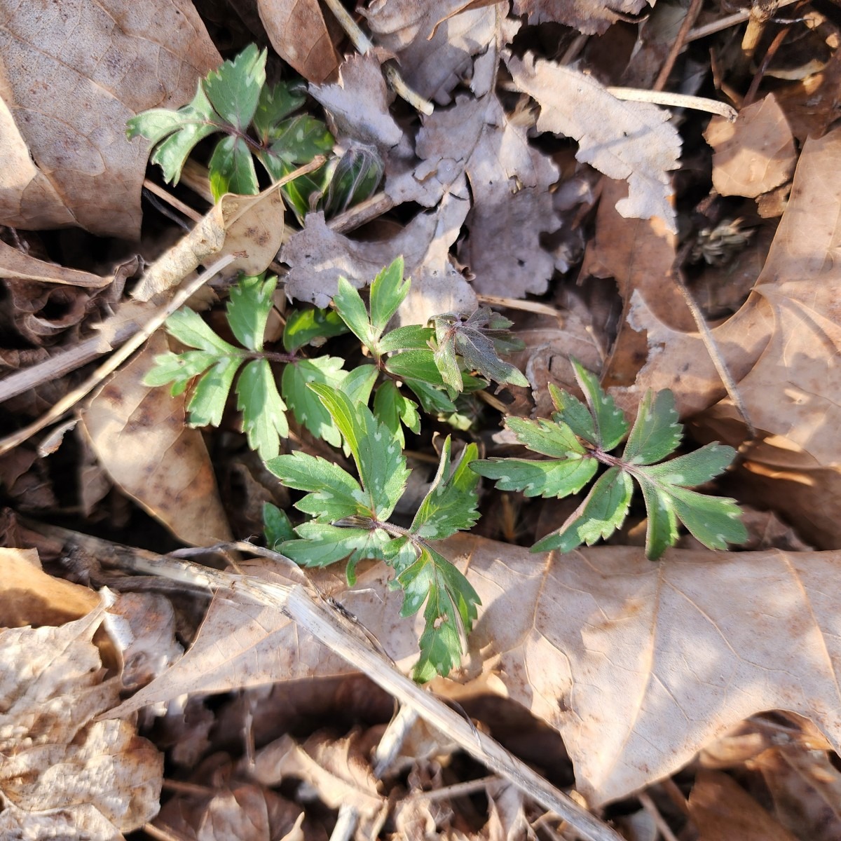Eastern Waterleaf | Natural Atlas