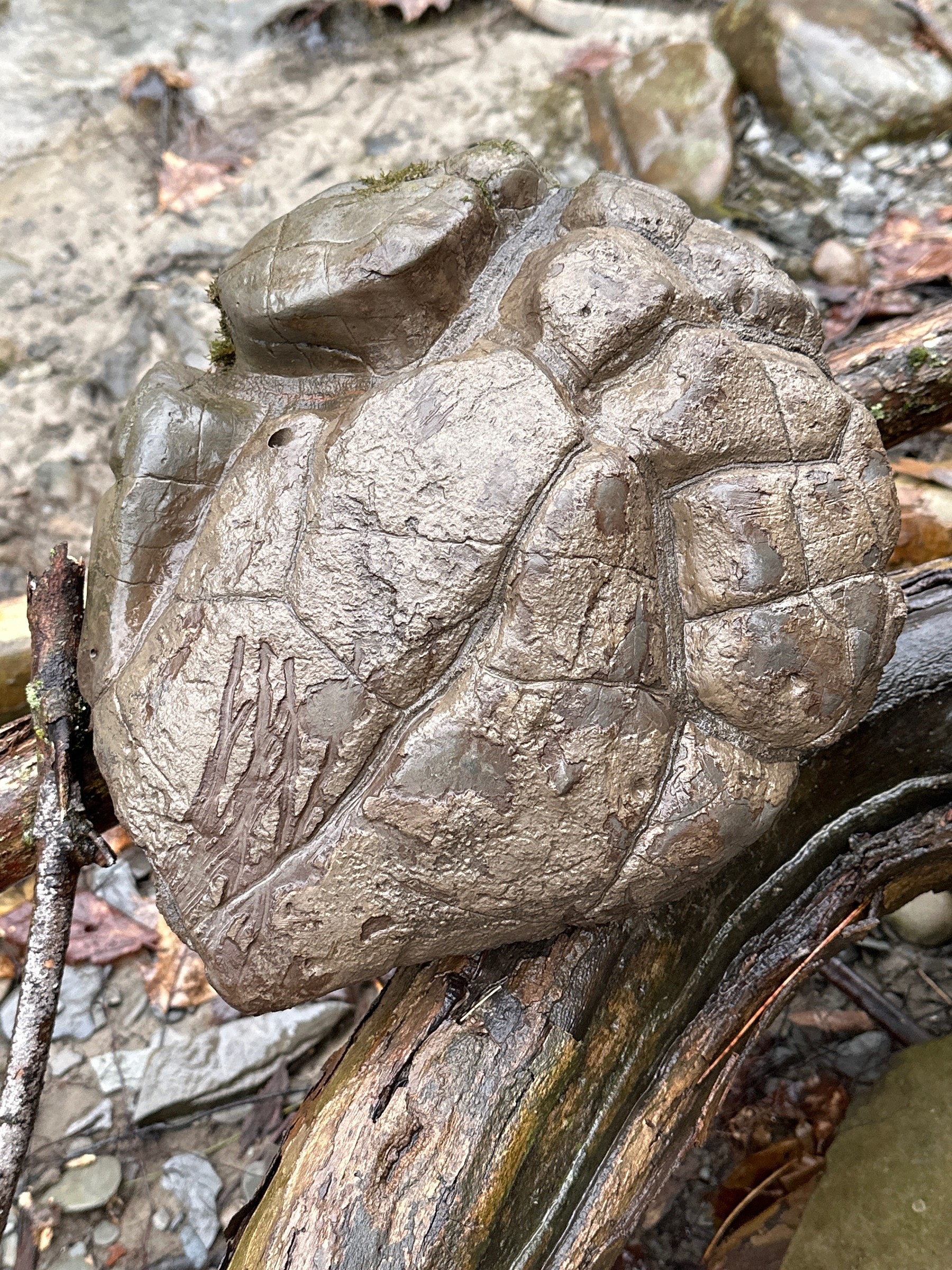 Concretions | Natural Atlas