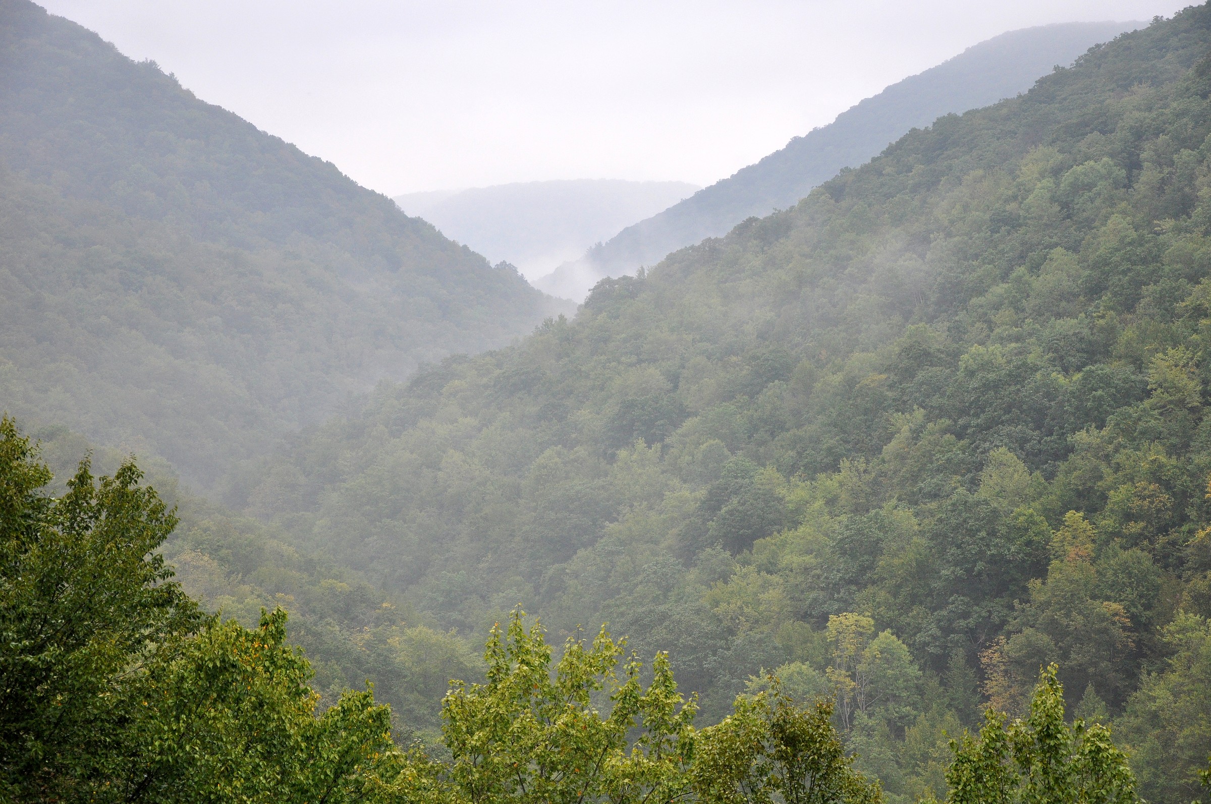 Algerine Wild Area Map, PA – Natural Atlas