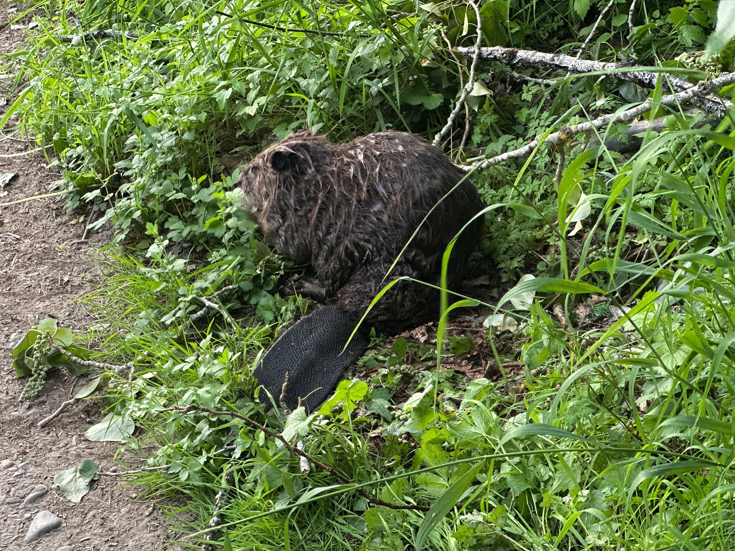 North American Beaver | Natural Atlas