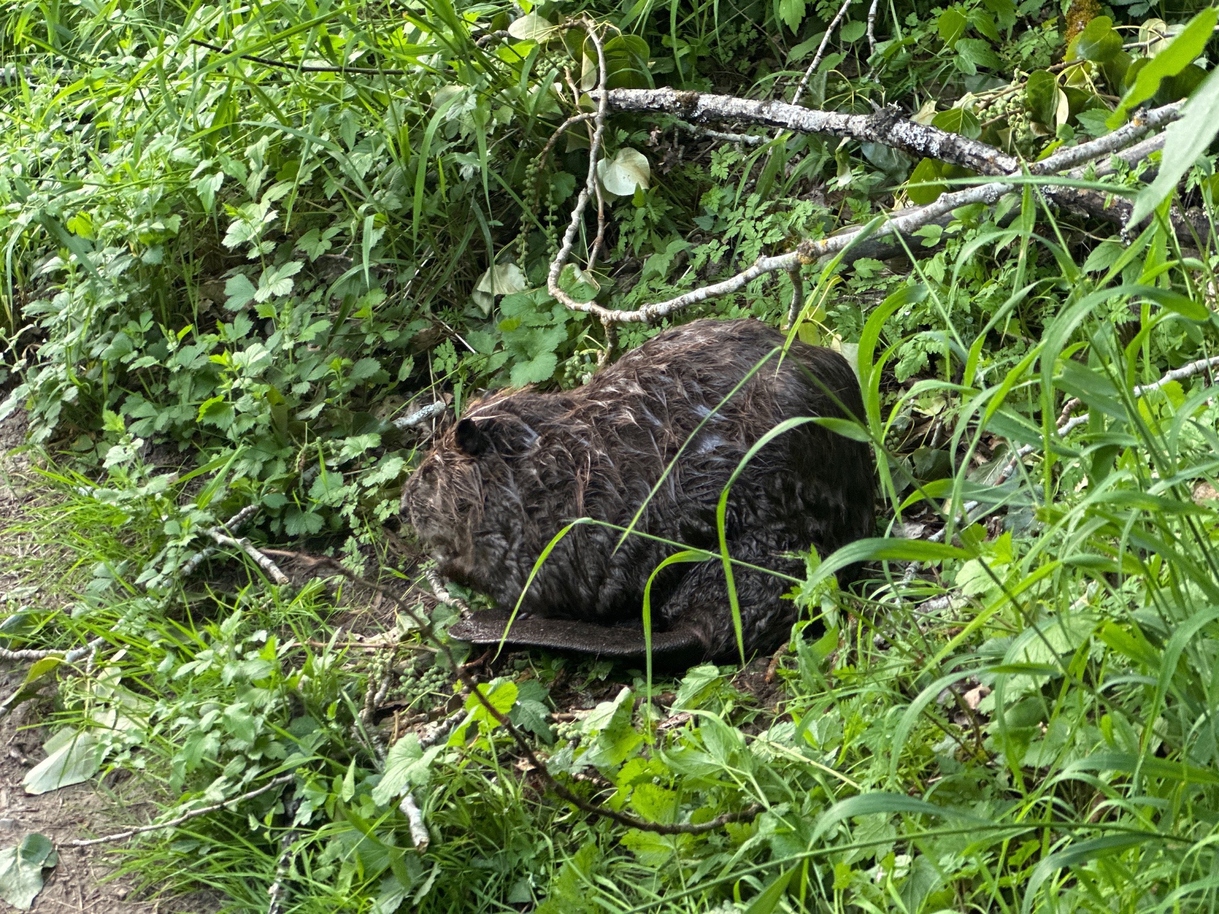 North American Beaver | Natural Atlas