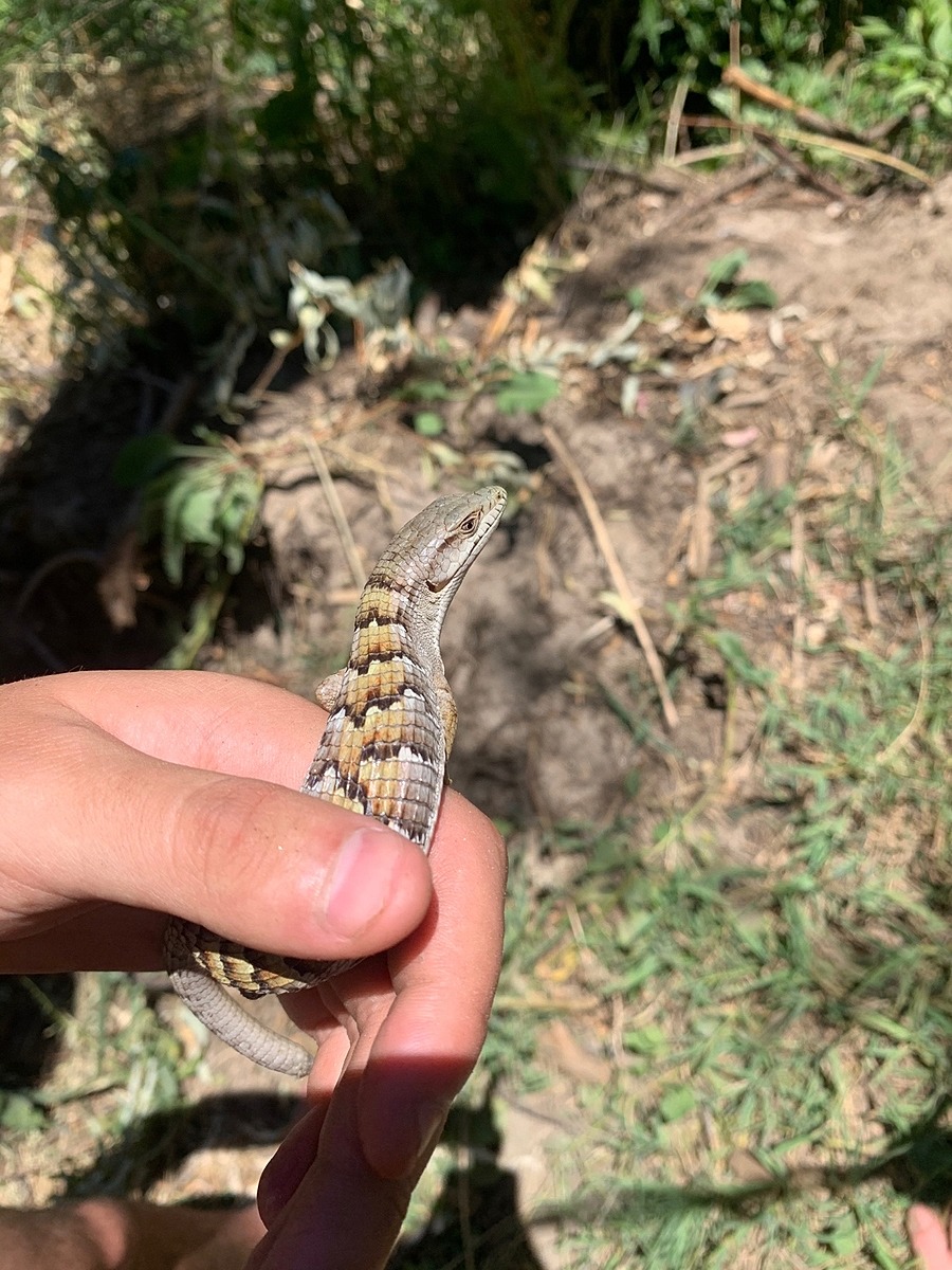 Alligator Lizards | Natural Atlas