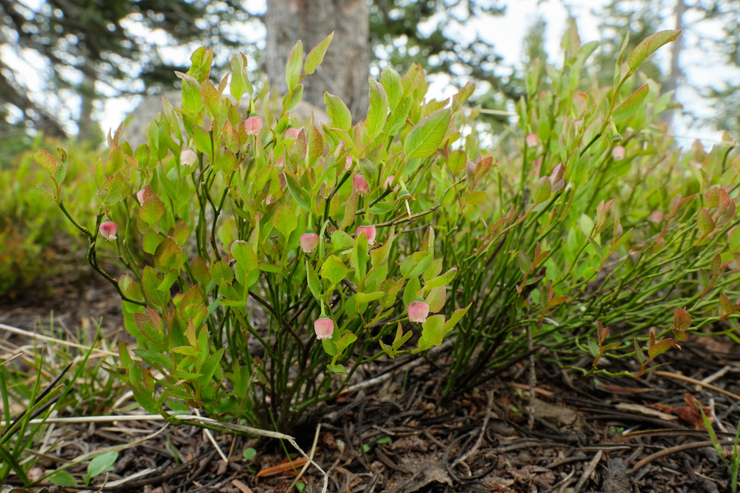 Grouse Whortleberries | Natural Atlas