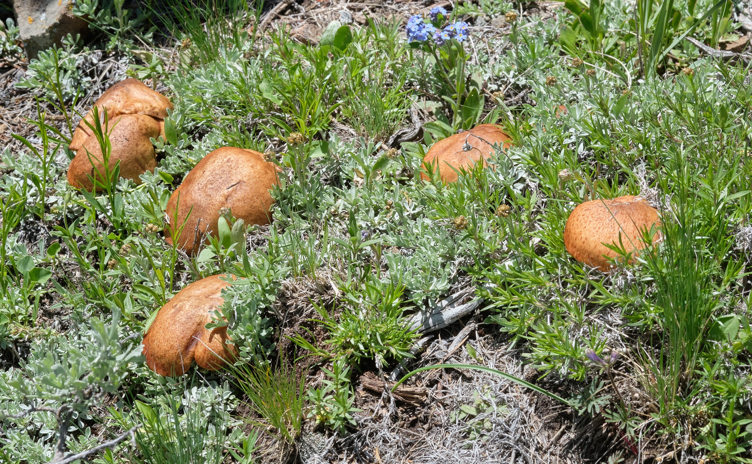 Suillus lakei | Natural Atlas