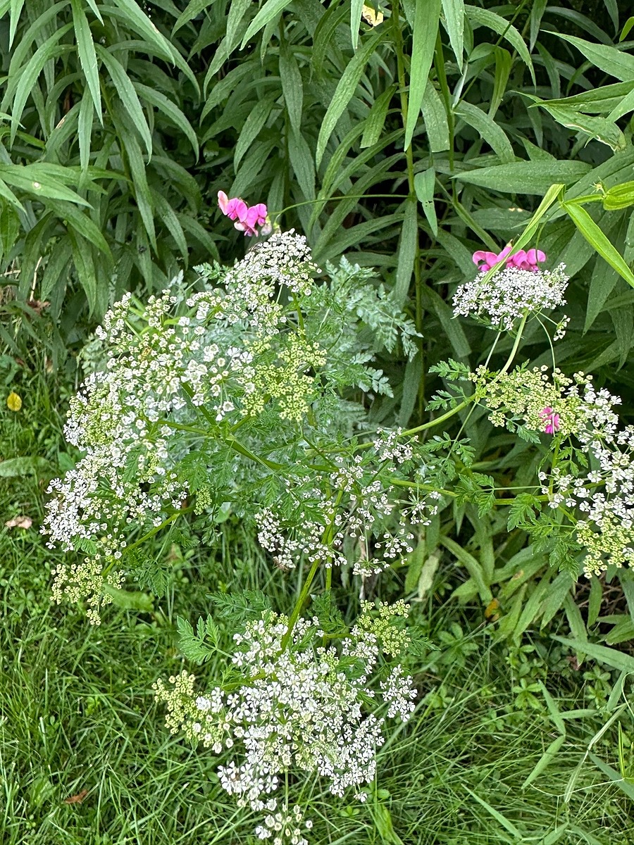 Poison Hemlocks | Natural Atlas