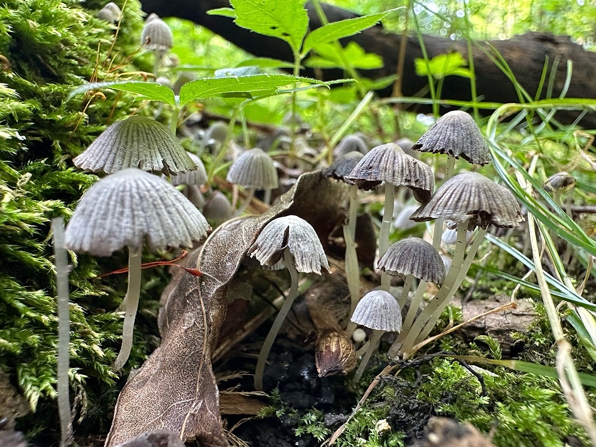 Coprinellus disseminatus | Natural Atlas