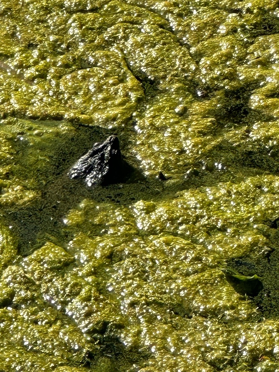 Common Snapping Turtle | Natural Atlas