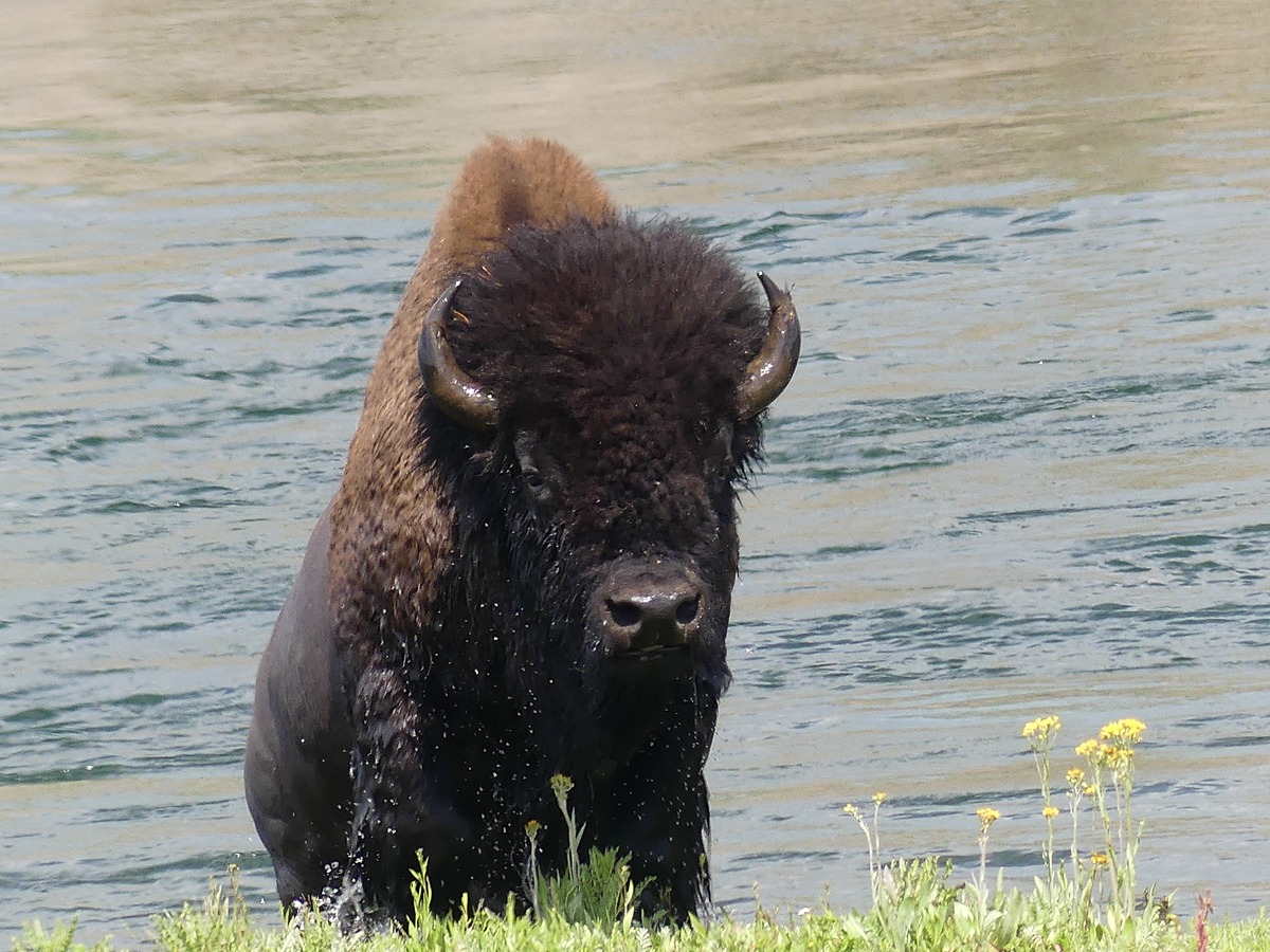 Bovids | Natural Atlas