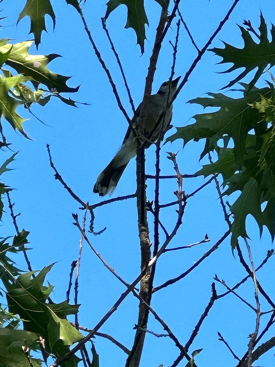Blue Jay | Natural Atlas