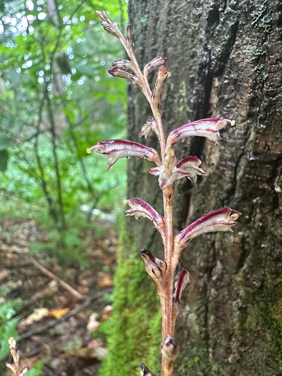 Beechdrops | Natural Atlas