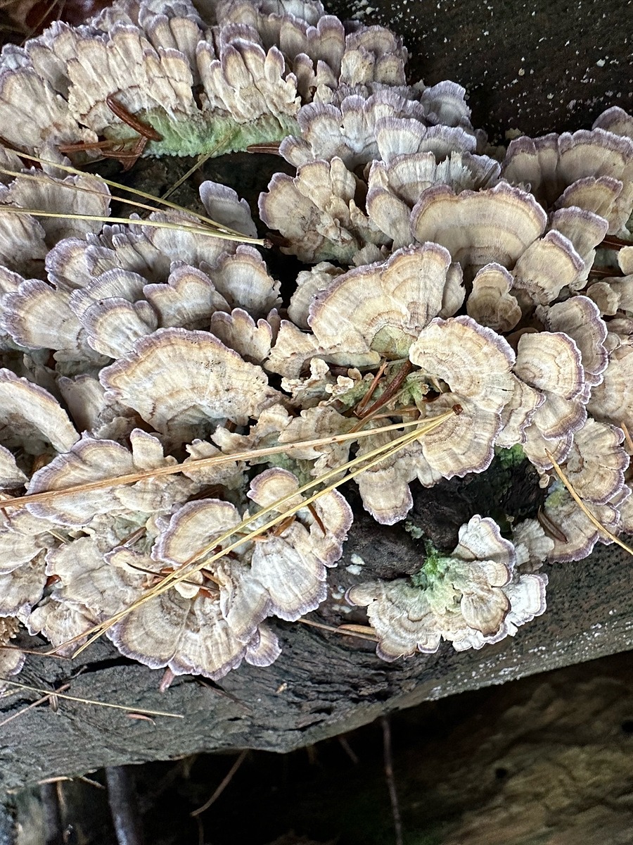 Violet-Toothed Polypore | Natural Atlas