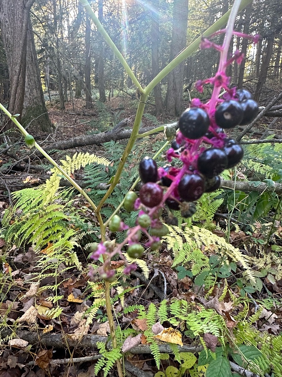 American Pokeweed | Natural Atlas