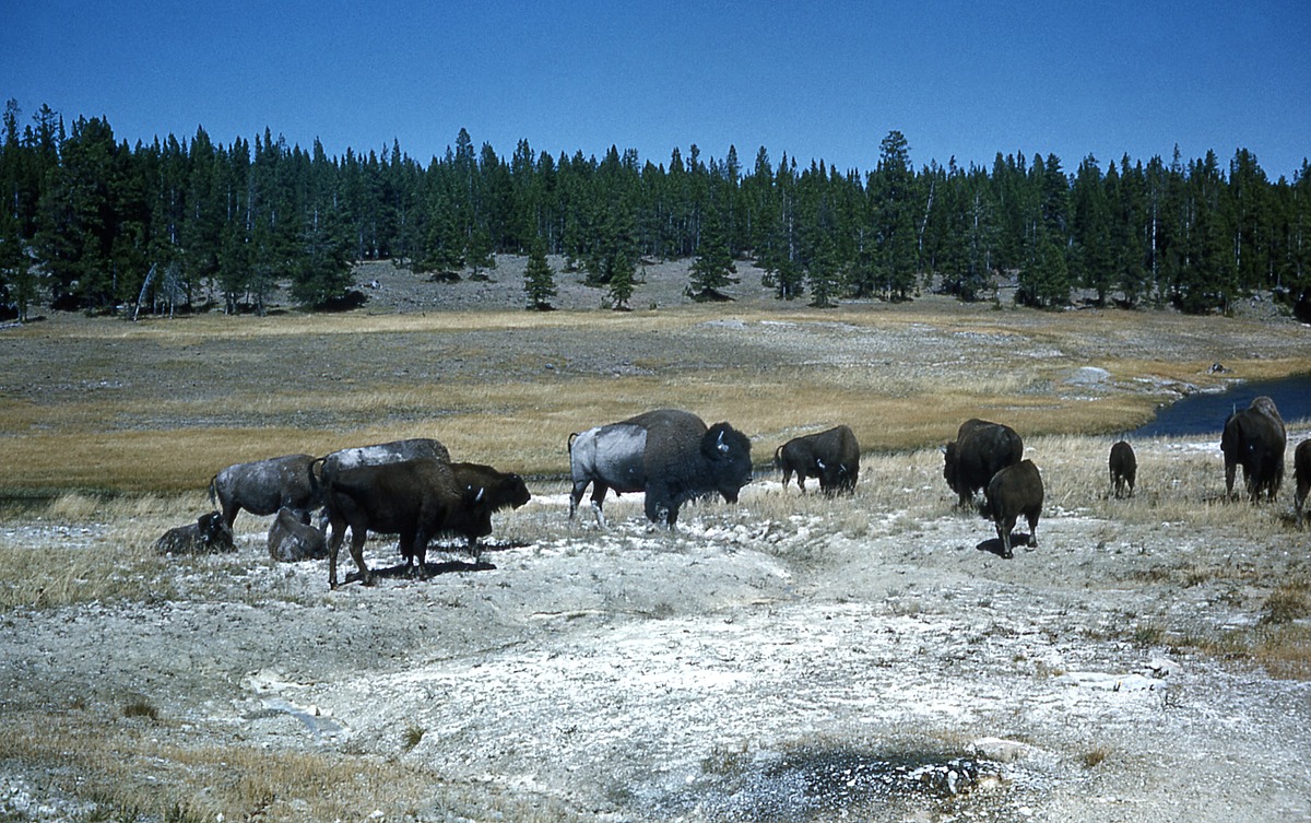 Pocket Basin | Natural Atlas