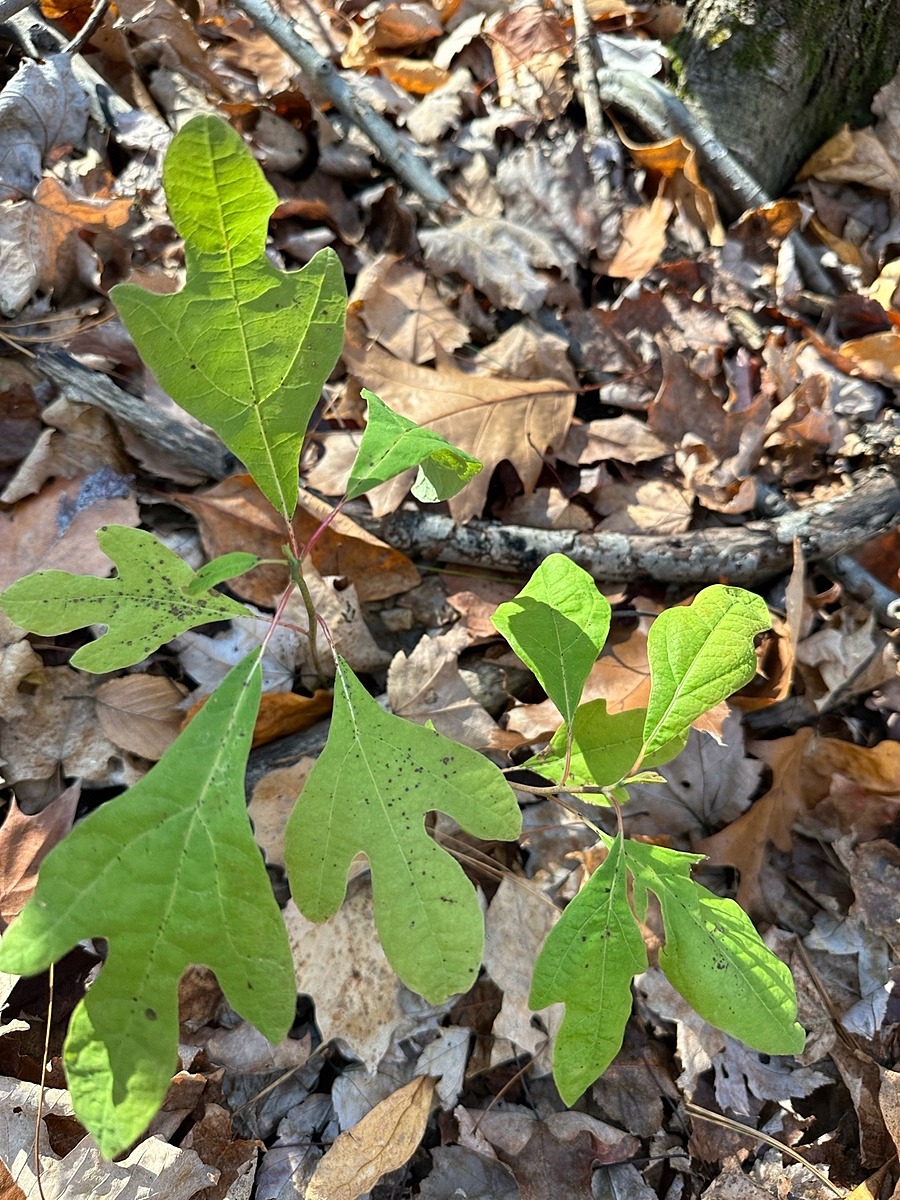 Sassafras albidum | Natural Atlas