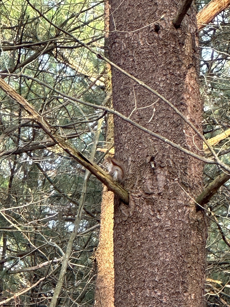 Red Squirrel | Natural Atlas