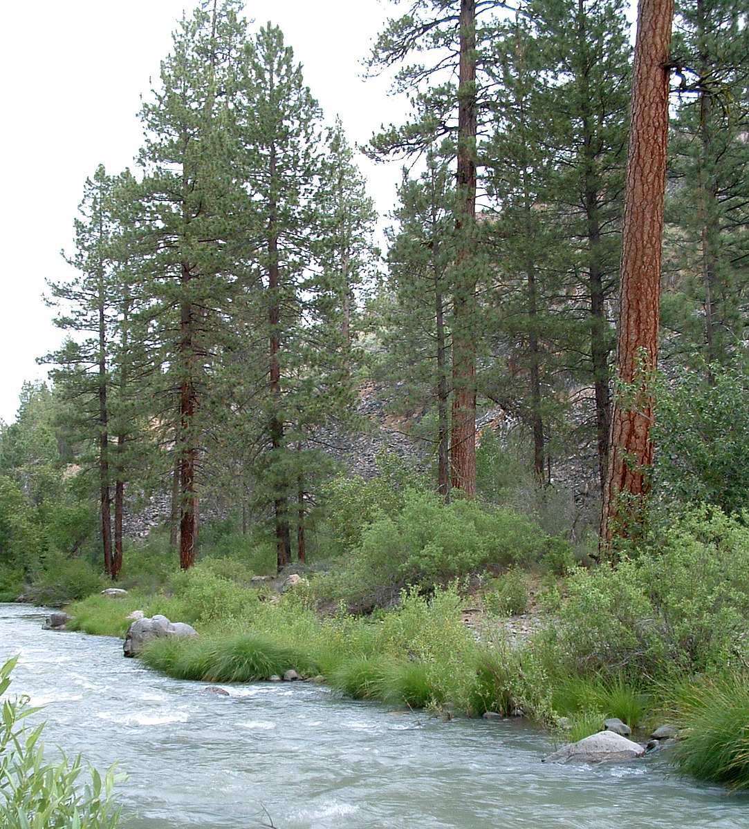 Susan River | Natural Atlas