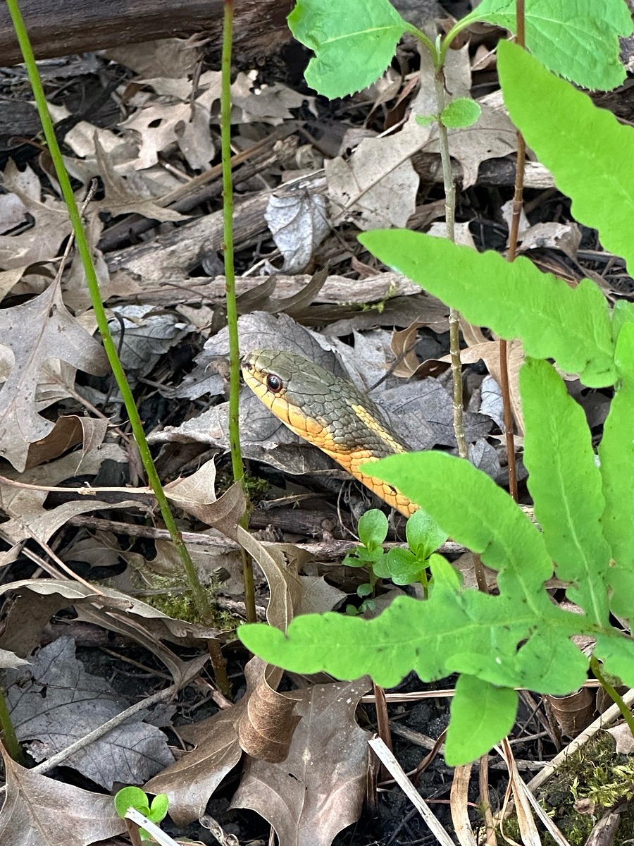 Eastern Garter Snake | Natural Atlas