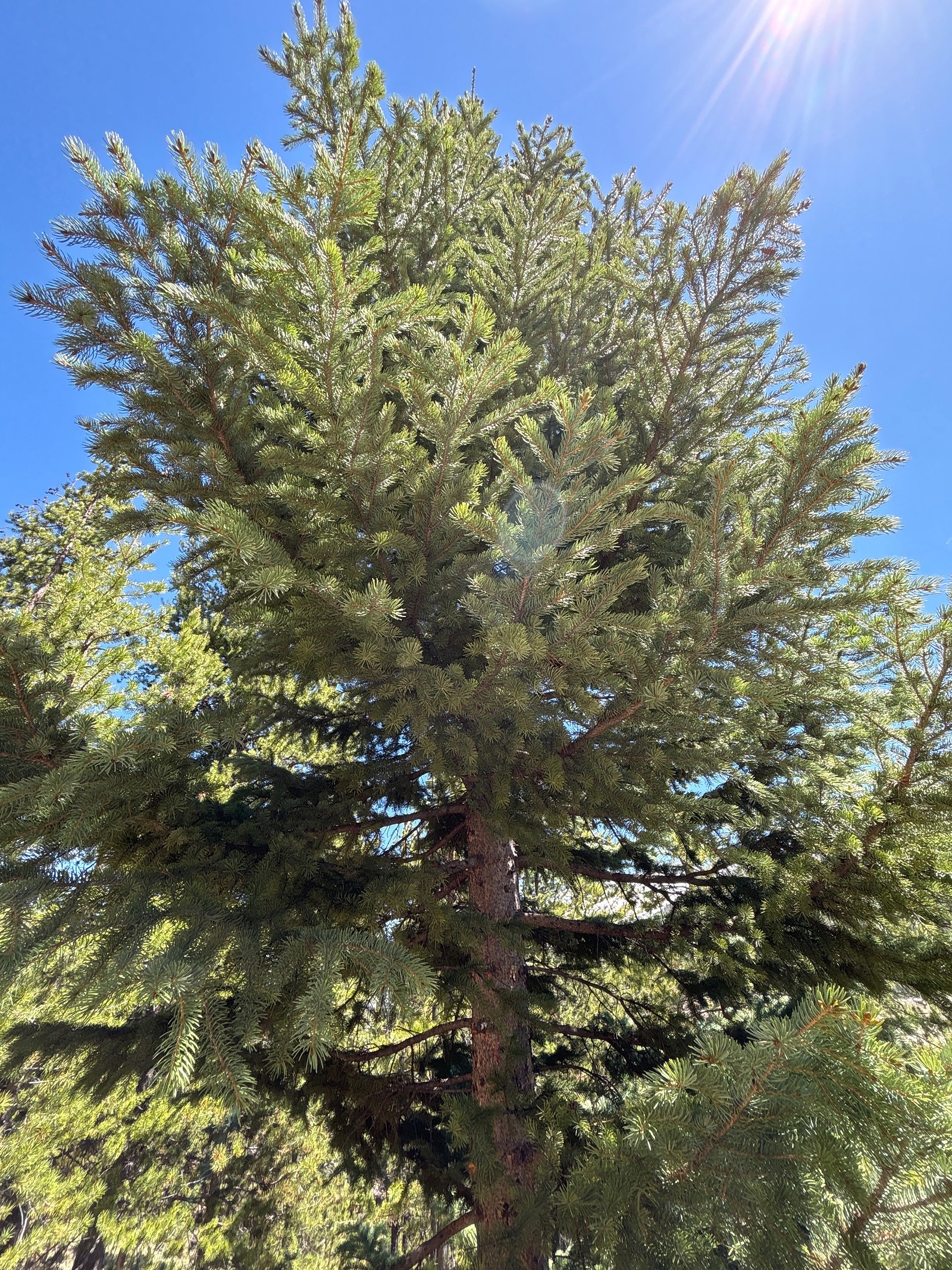 Engelmann Spruce | Natural Atlas