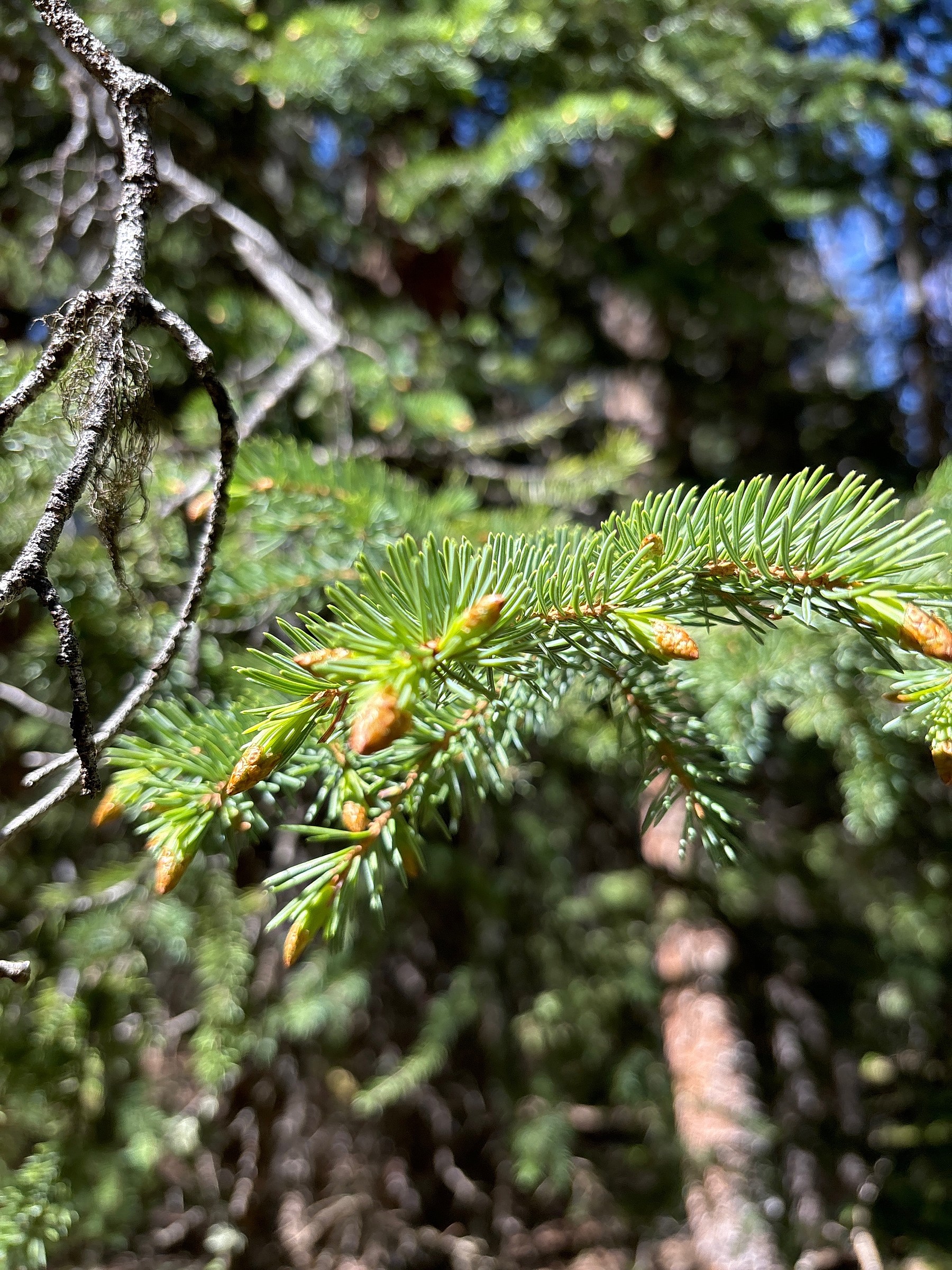 Engelmann Spruce | Natural Atlas
