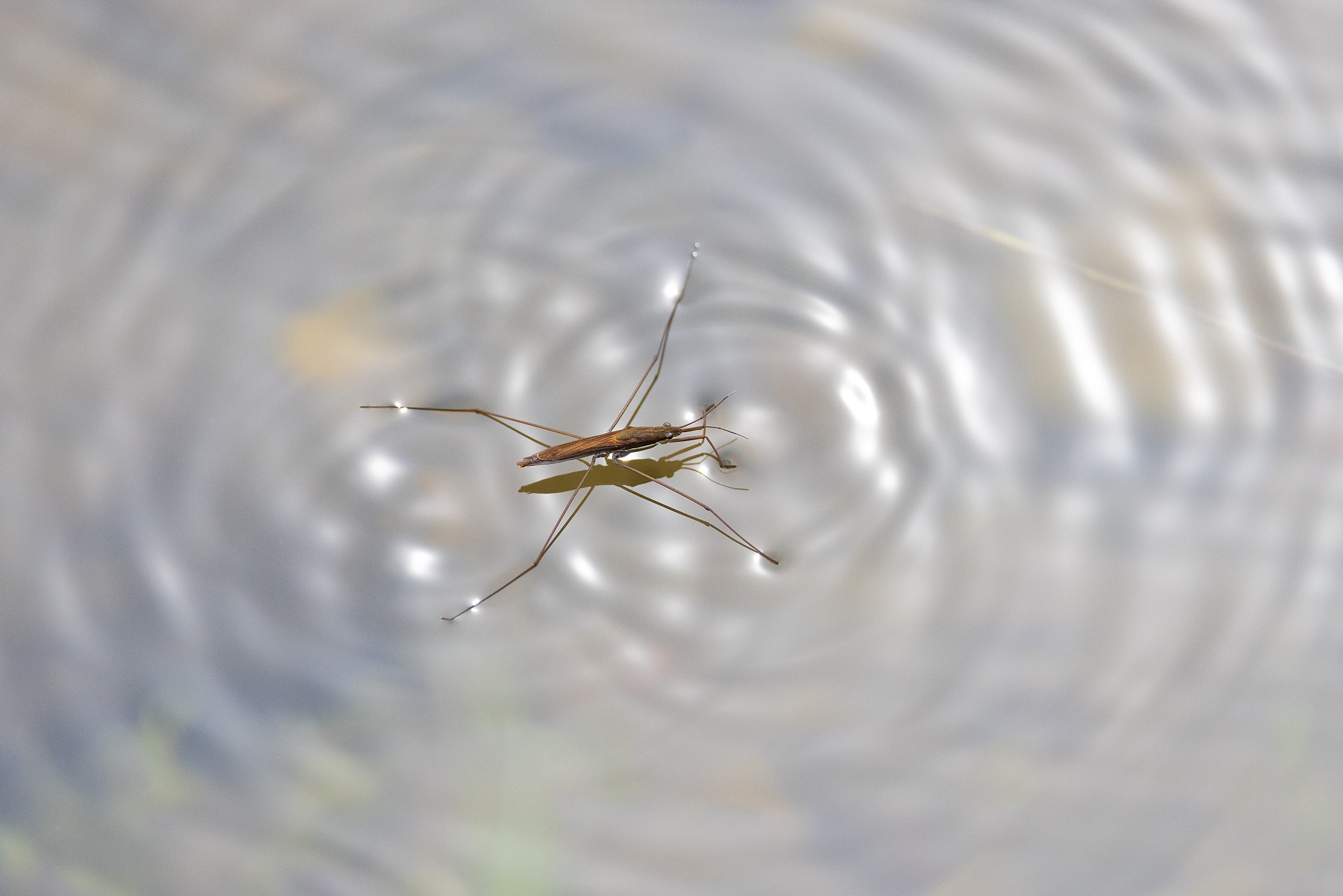 Gerridae | Natural Atlas