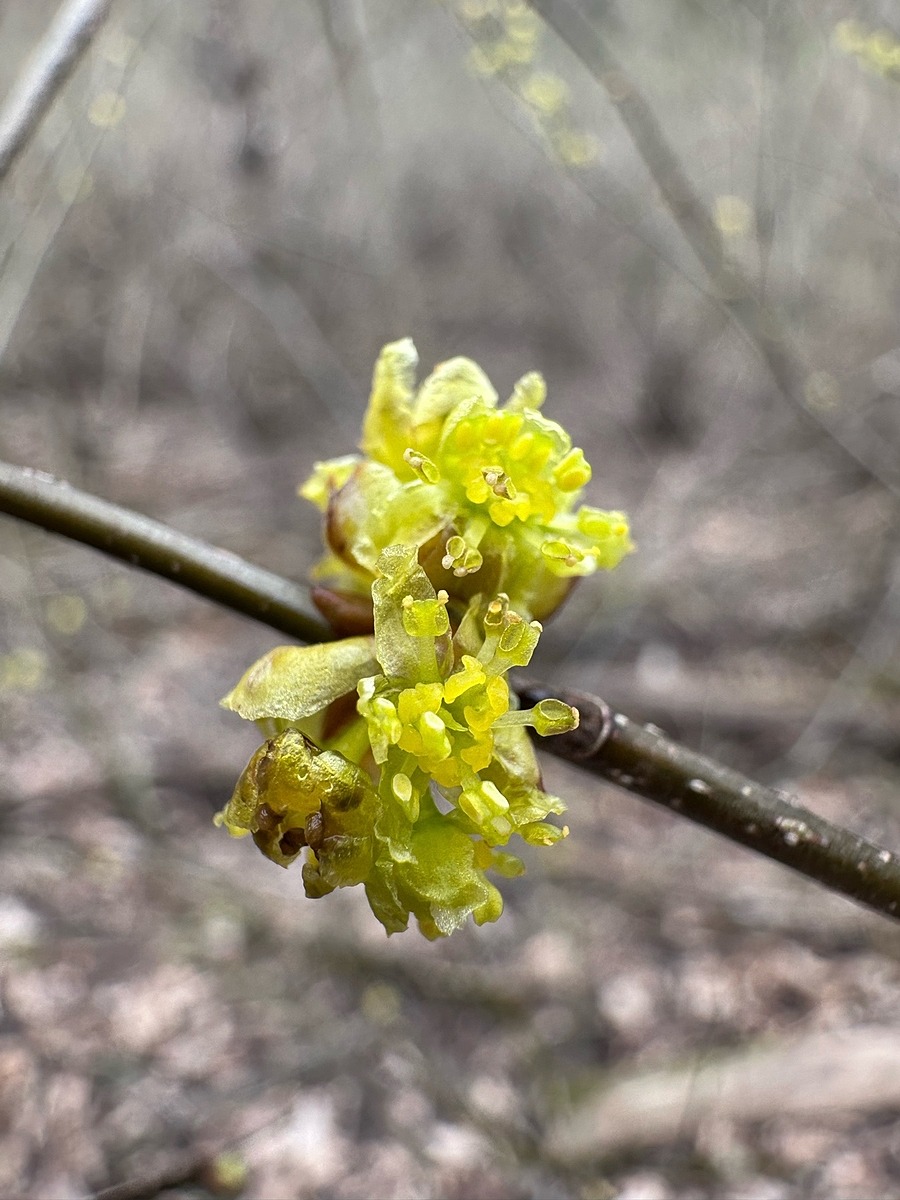 Northern Spicebush | Natural Atlas