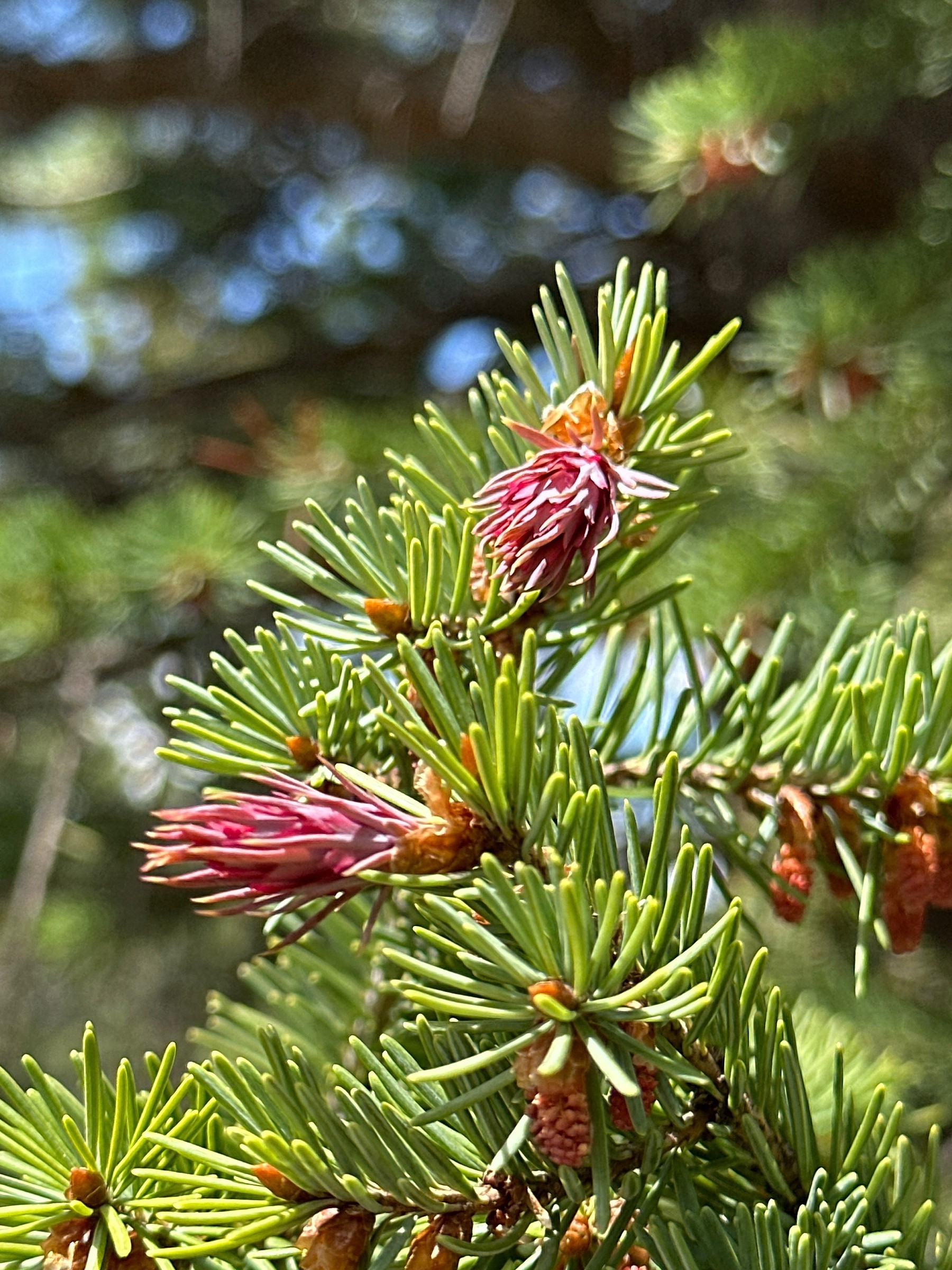 Engelmann Spruce | Natural Atlas