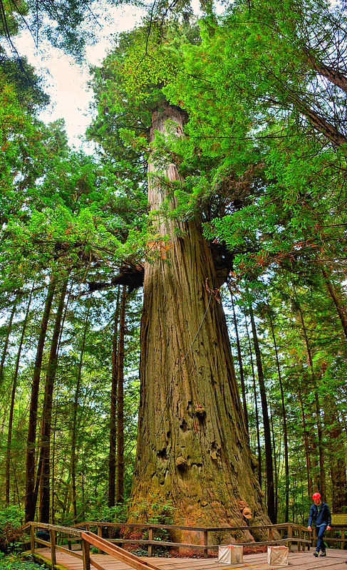 Brotherhood Tree | Natural Atlas
