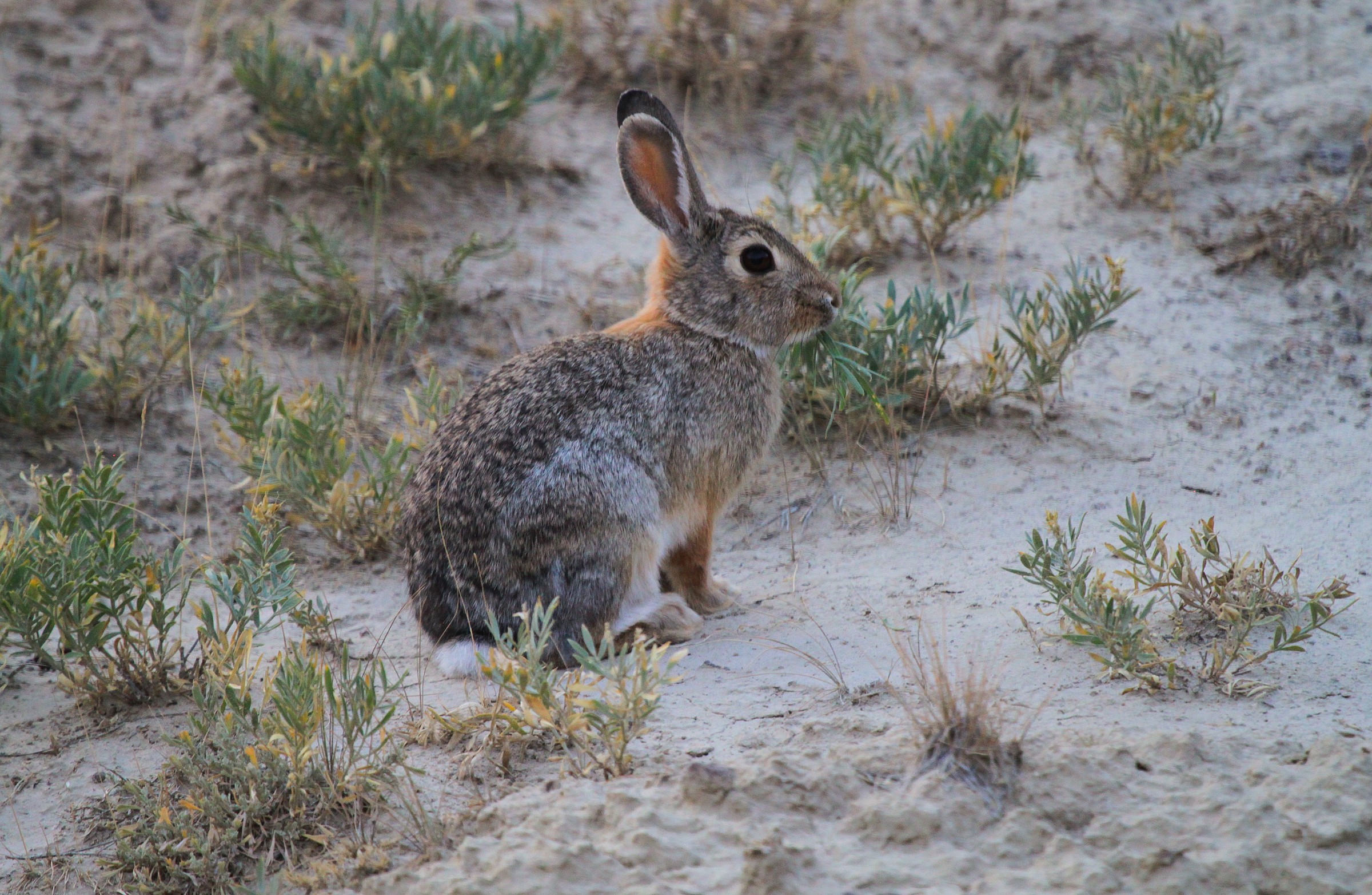 Desert Cottontail | Natural Atlas