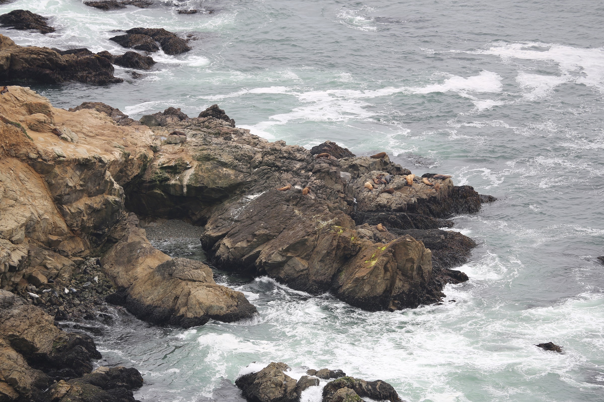 Sea Lion Overlook | Natural Atlas