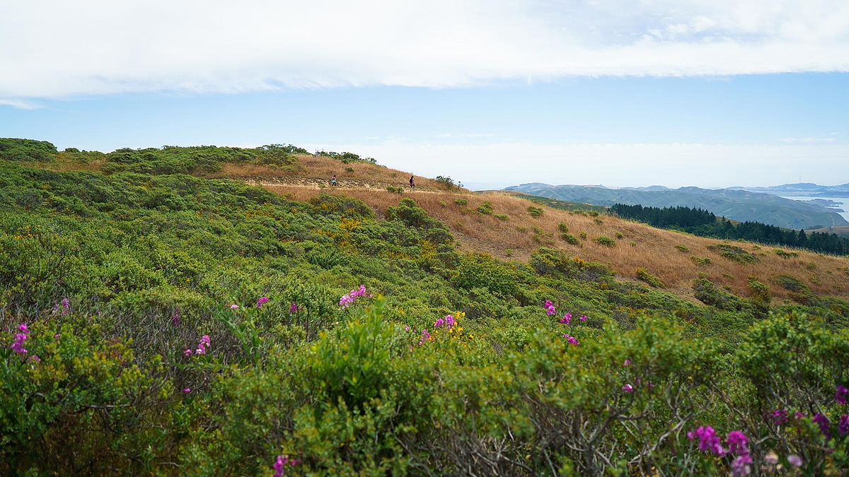 Mount Tamalpais State Park | Natural Atlas