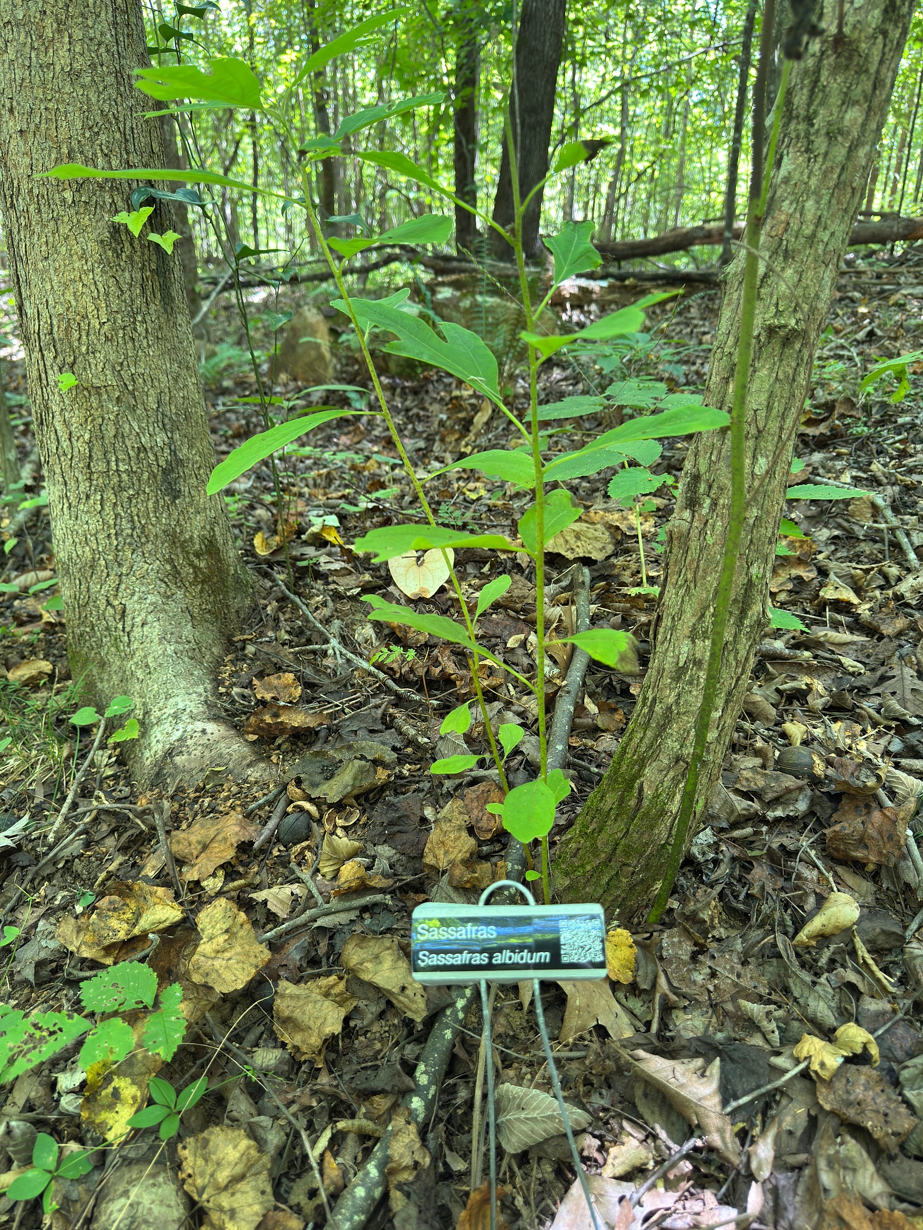 Sassafras albidum | Natural Atlas