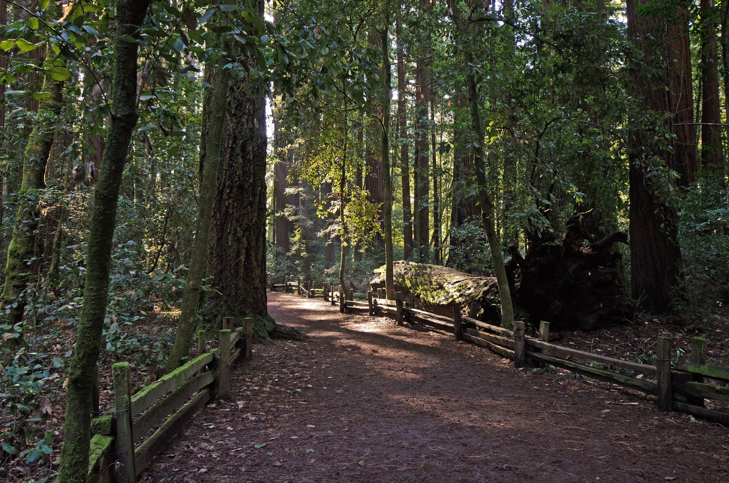 Henry Cowell Redwoods State Park | Natural Atlas