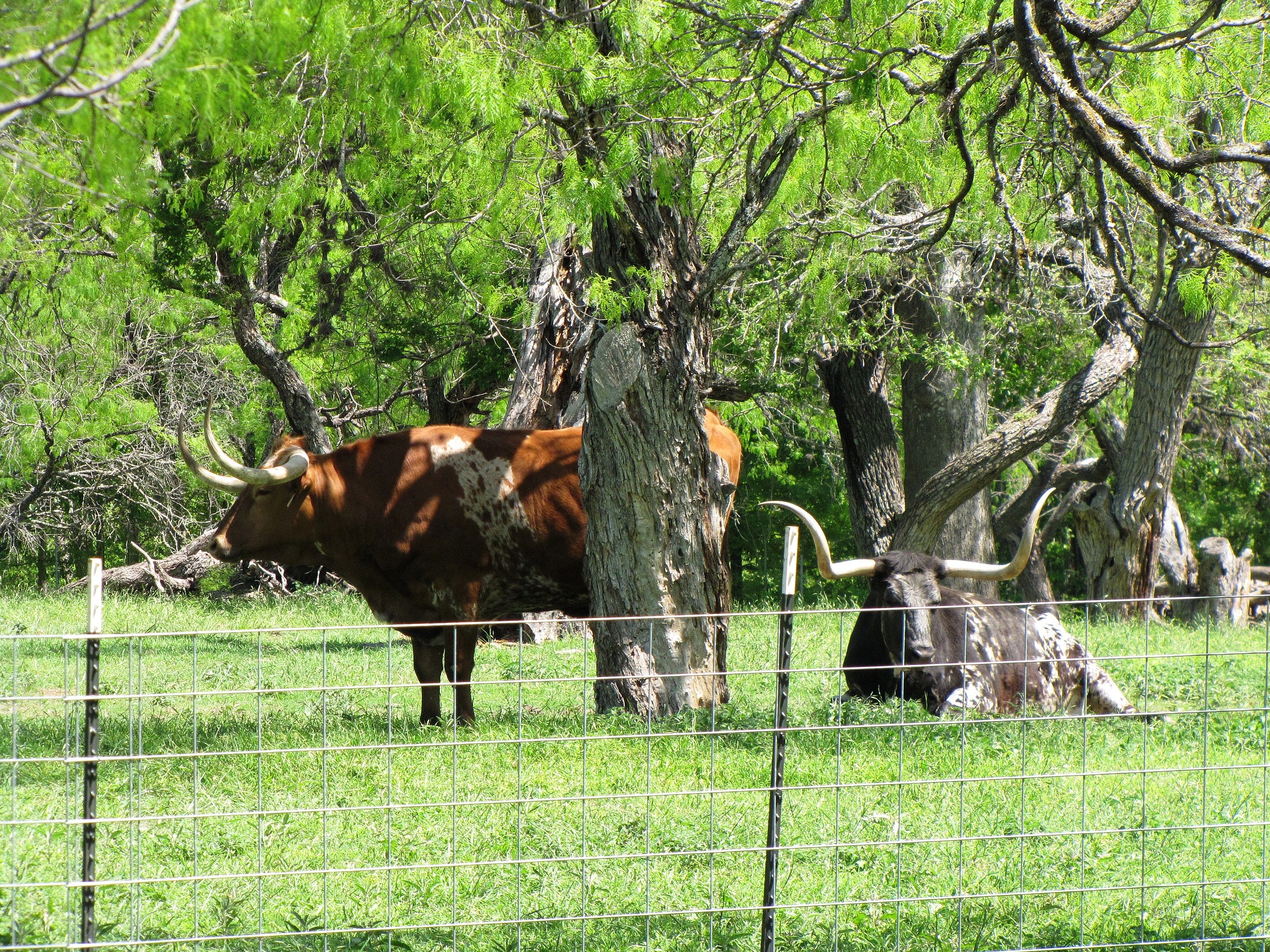Official Texas Longhorn Herd | Natural Atlas