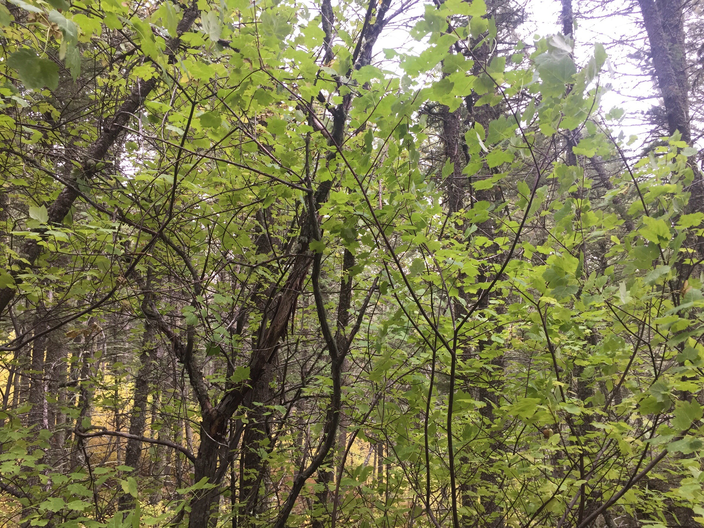 Rocky Mountain Maple | Natural Atlas